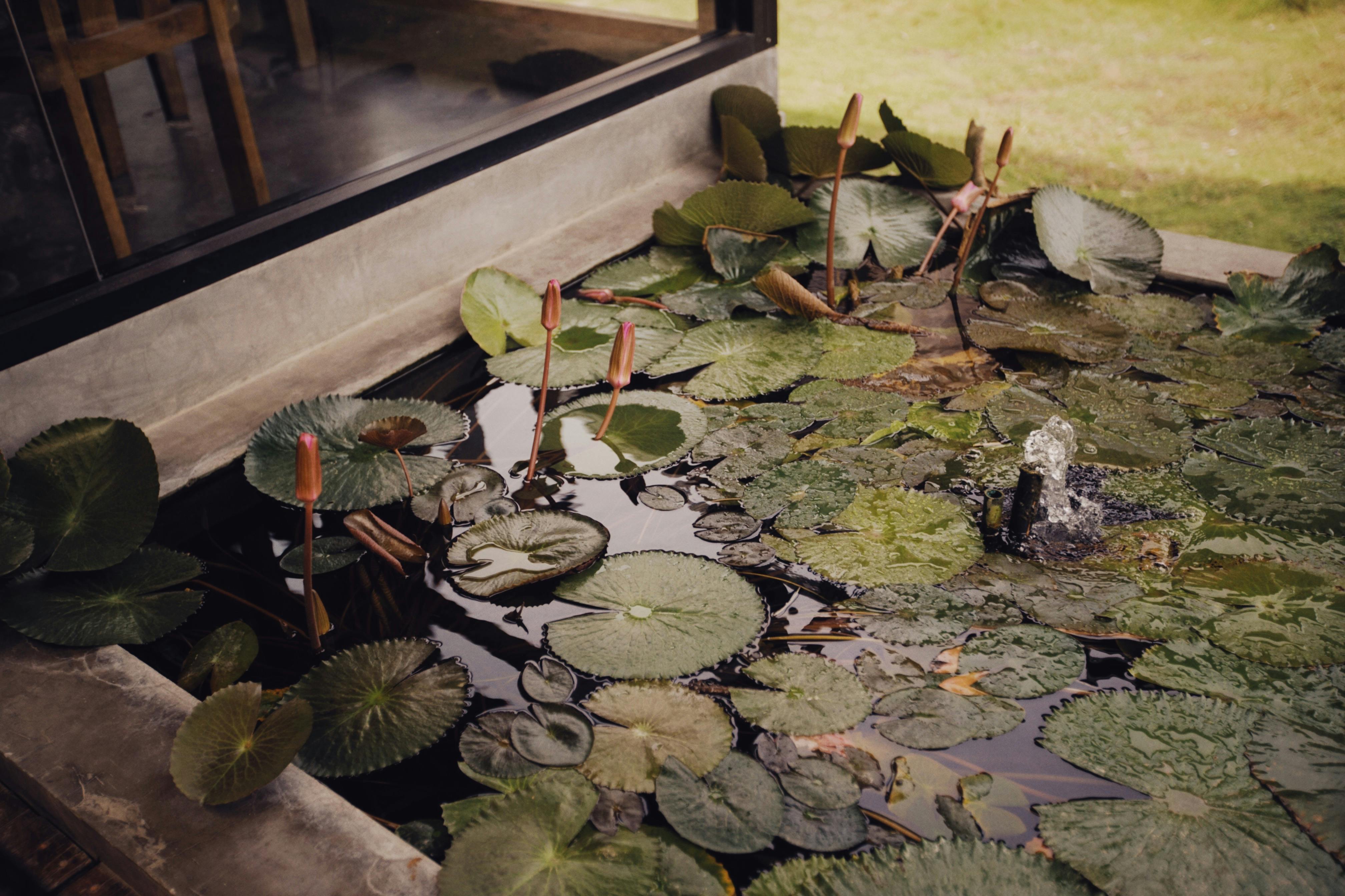 Emergent Plants Photos, Download The BEST Free Emergent Plants Stock ...