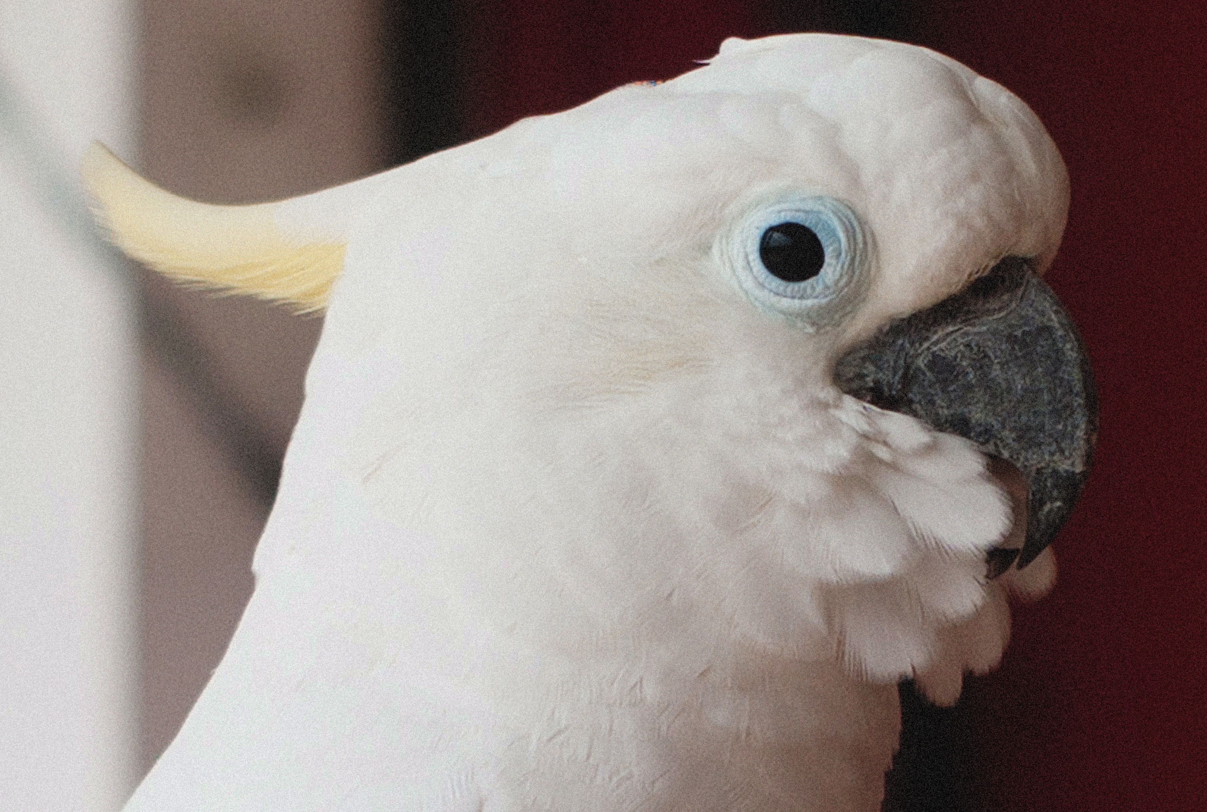 Side View of a Cockatoos Bird · Free Stock Photo
