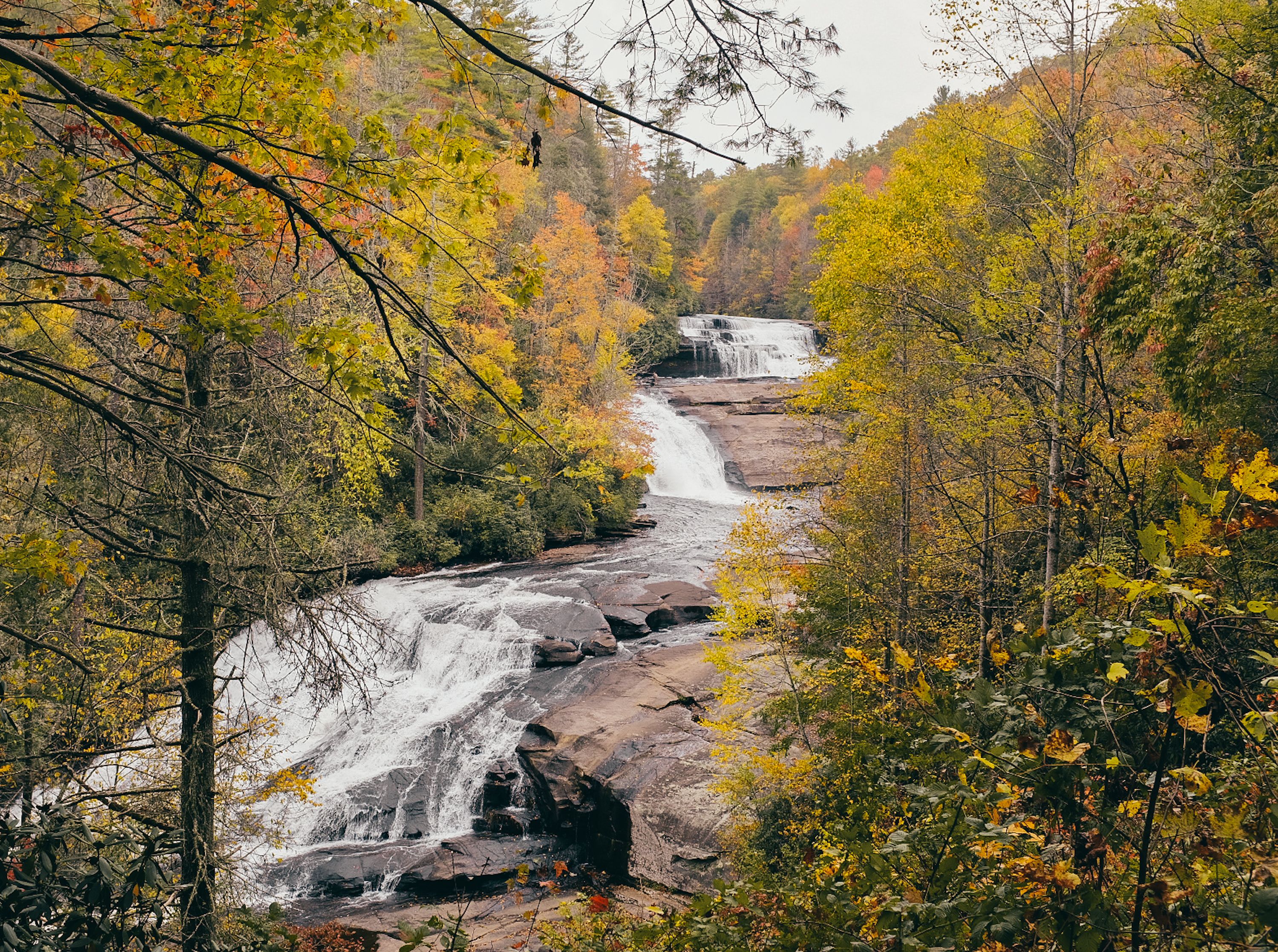 A Beautiful Stream Between Green Trees in the Forest · Free Stock Photo