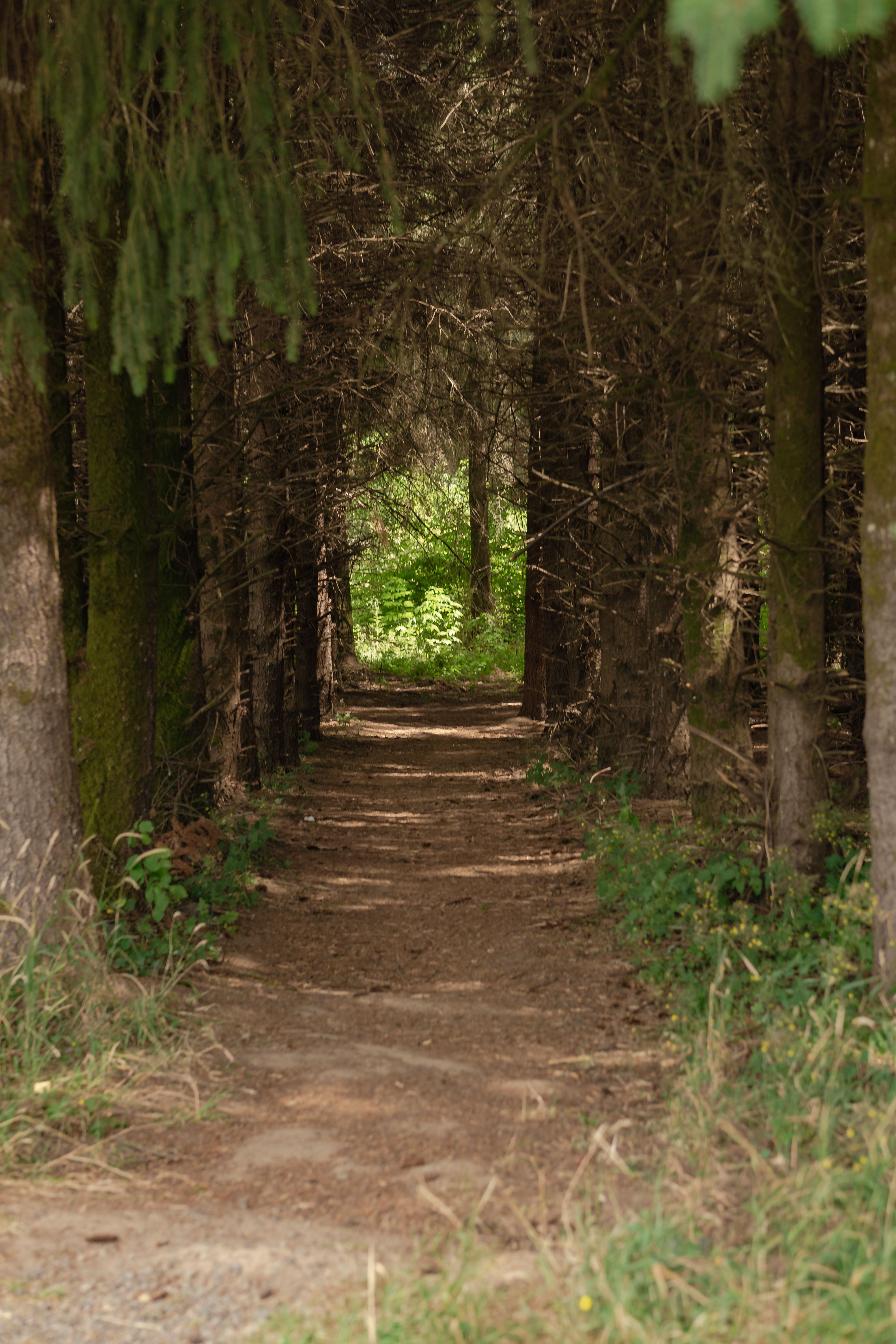 A Mossy Pathway in the Forest · Free Stock Photo