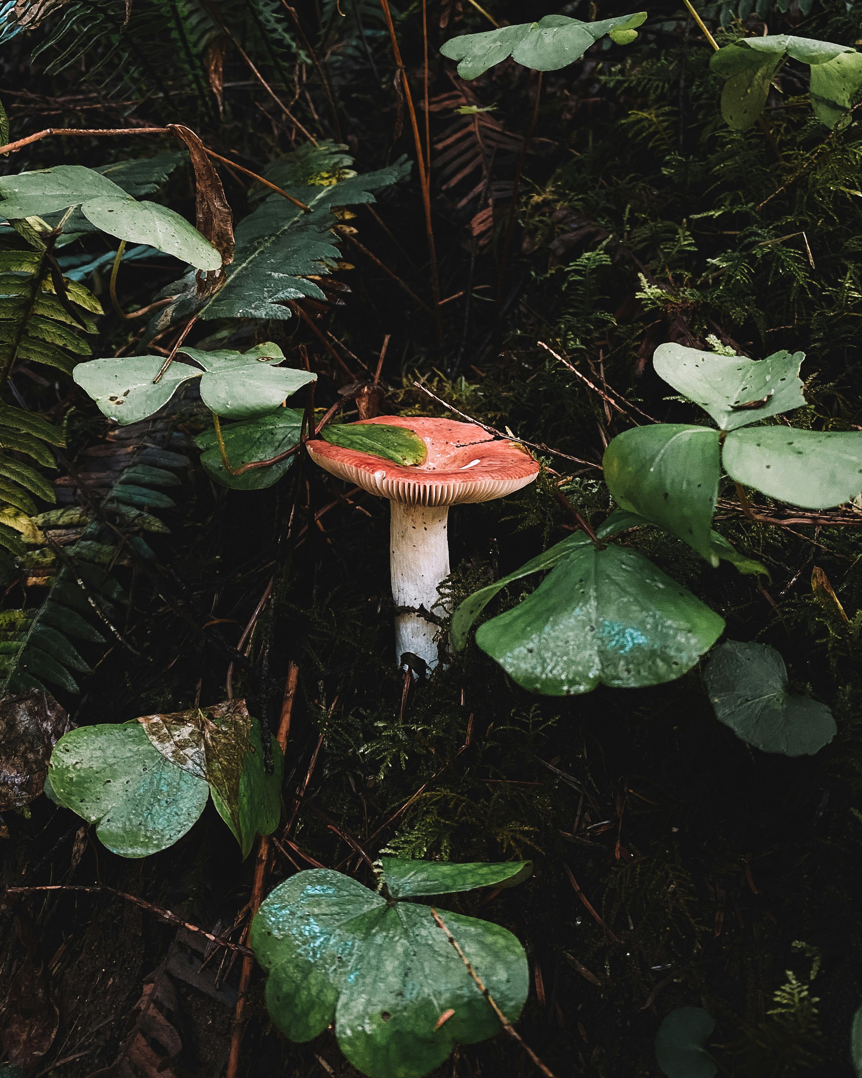 Brown Tree Log Filled With Moss on Withered Leaf Field · Free Stock Photo