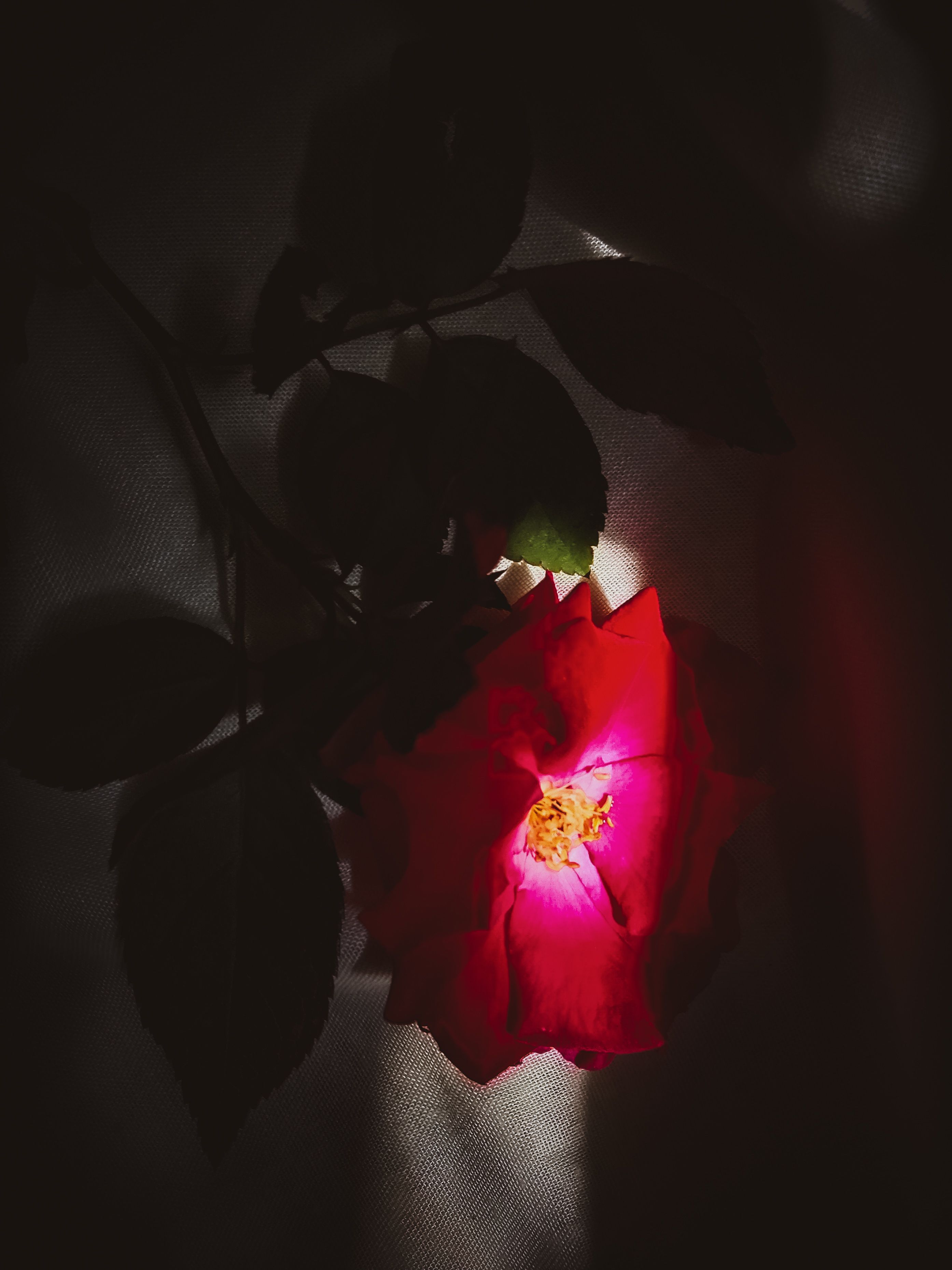Widia Photography