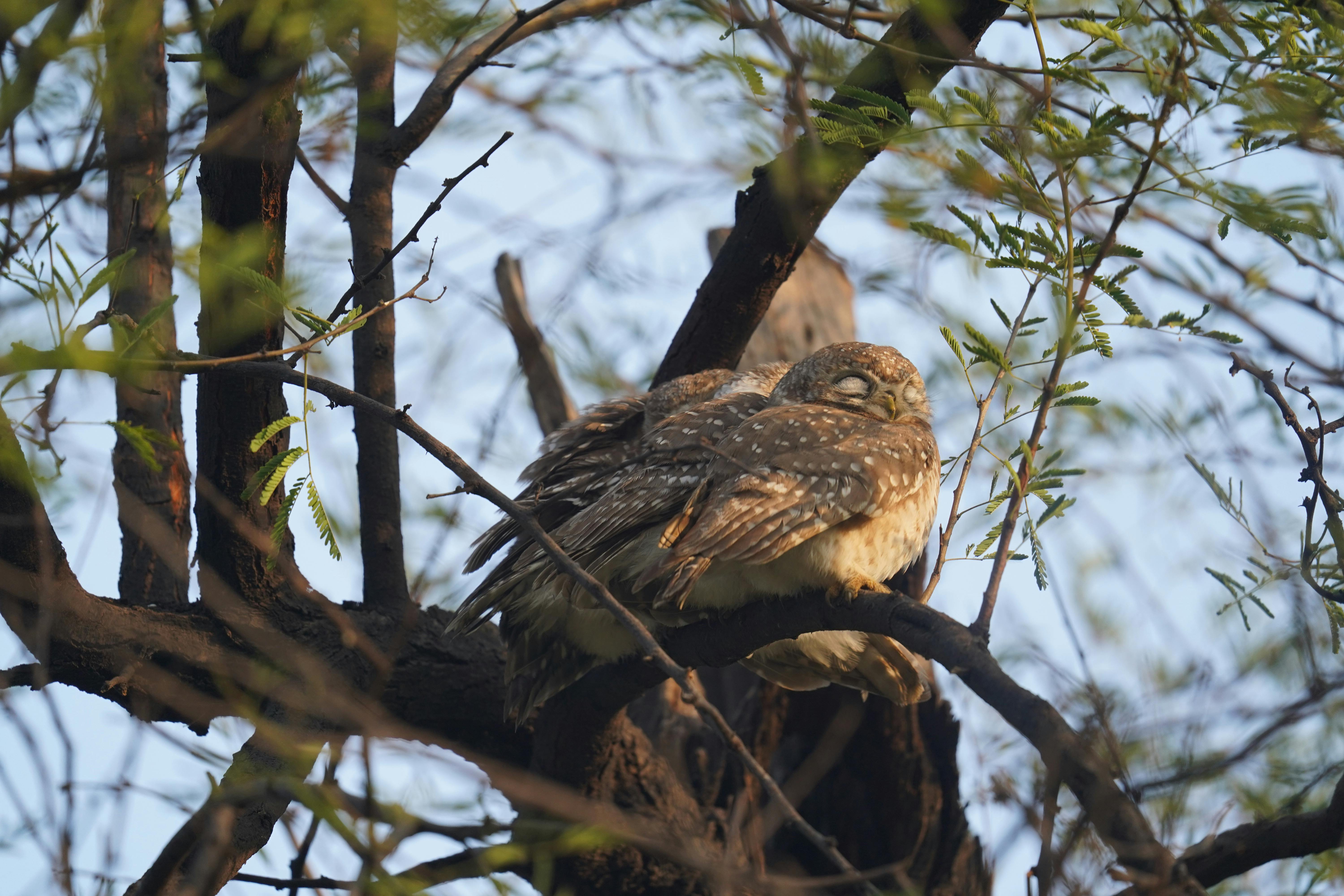 Two Gray Owls on a Tree Branch · Free Stock Photo