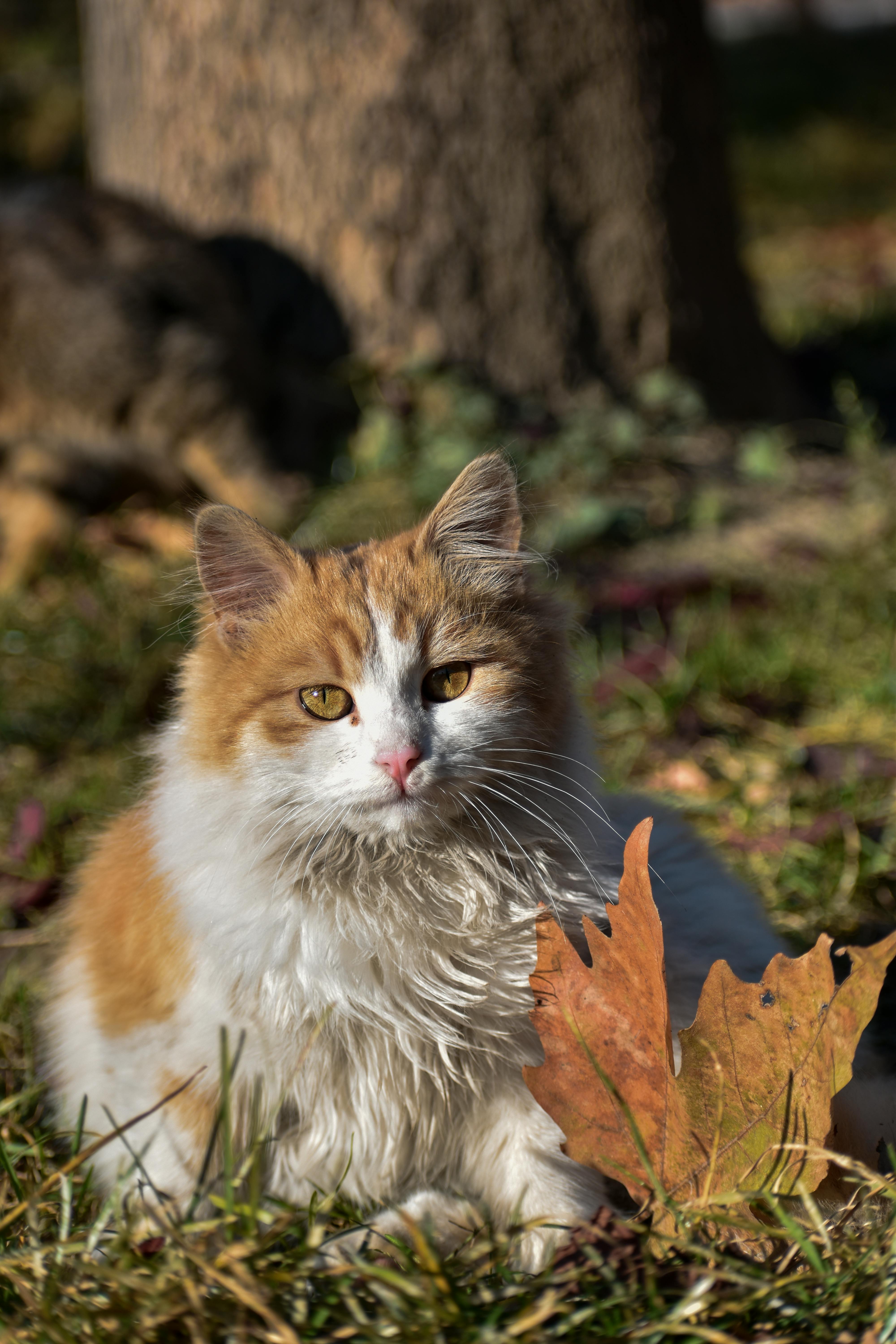 Cute Cats Lying on Grass · Free Stock Photo