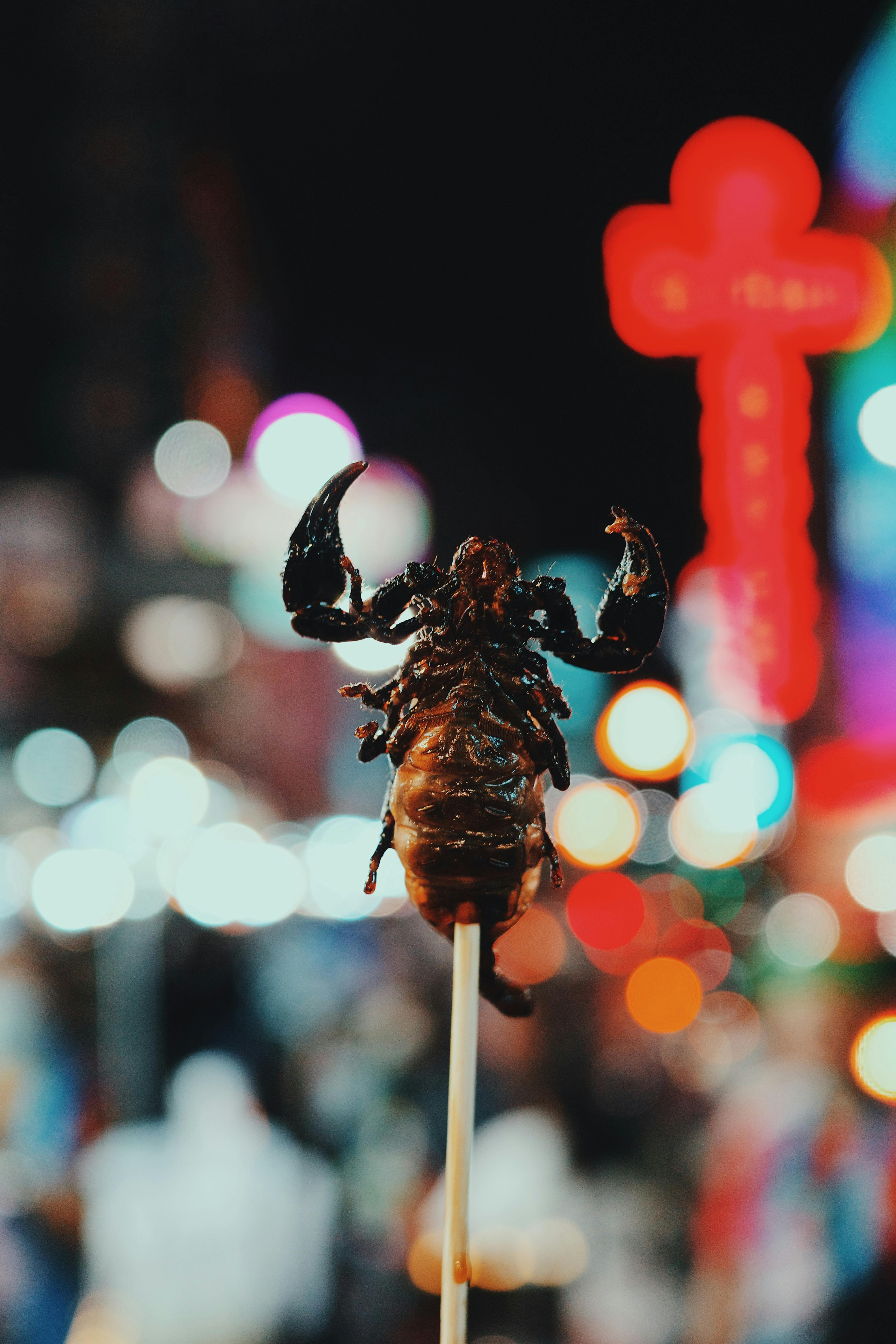 Scorpion Photos, Download The BEST Free Scorpion Stock Photos & HD Images