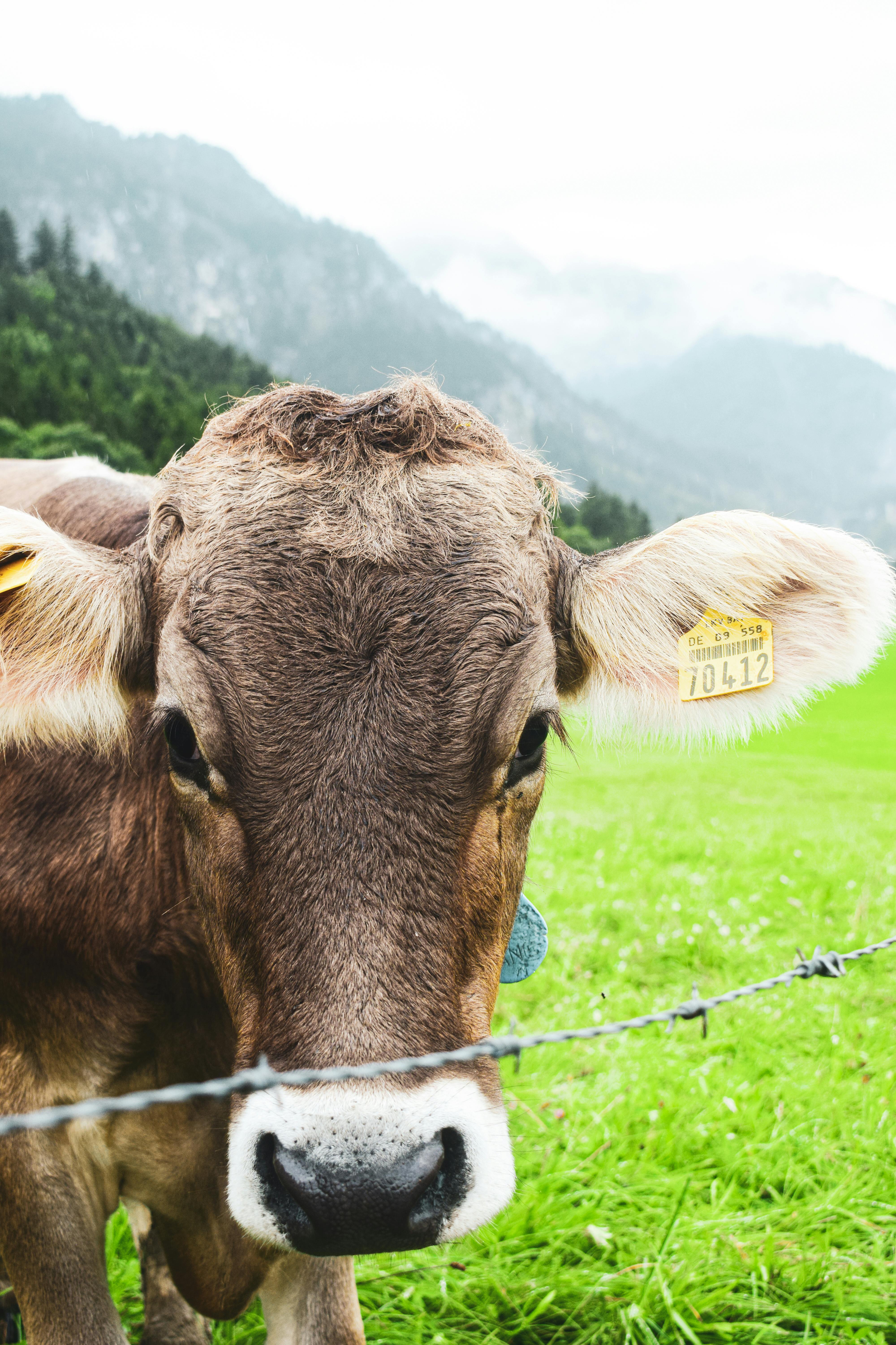 German Cow Photos, Download The BEST Free German Cow Stock Photos & HD ...