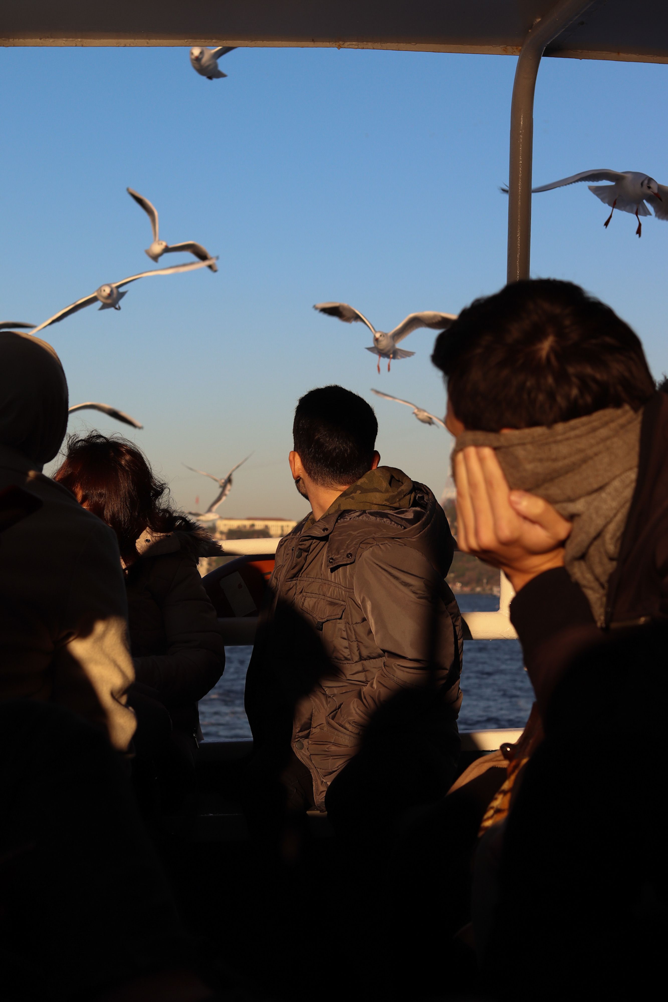 People Looking at the Flying Birds in the Sky · Free Stock Photo