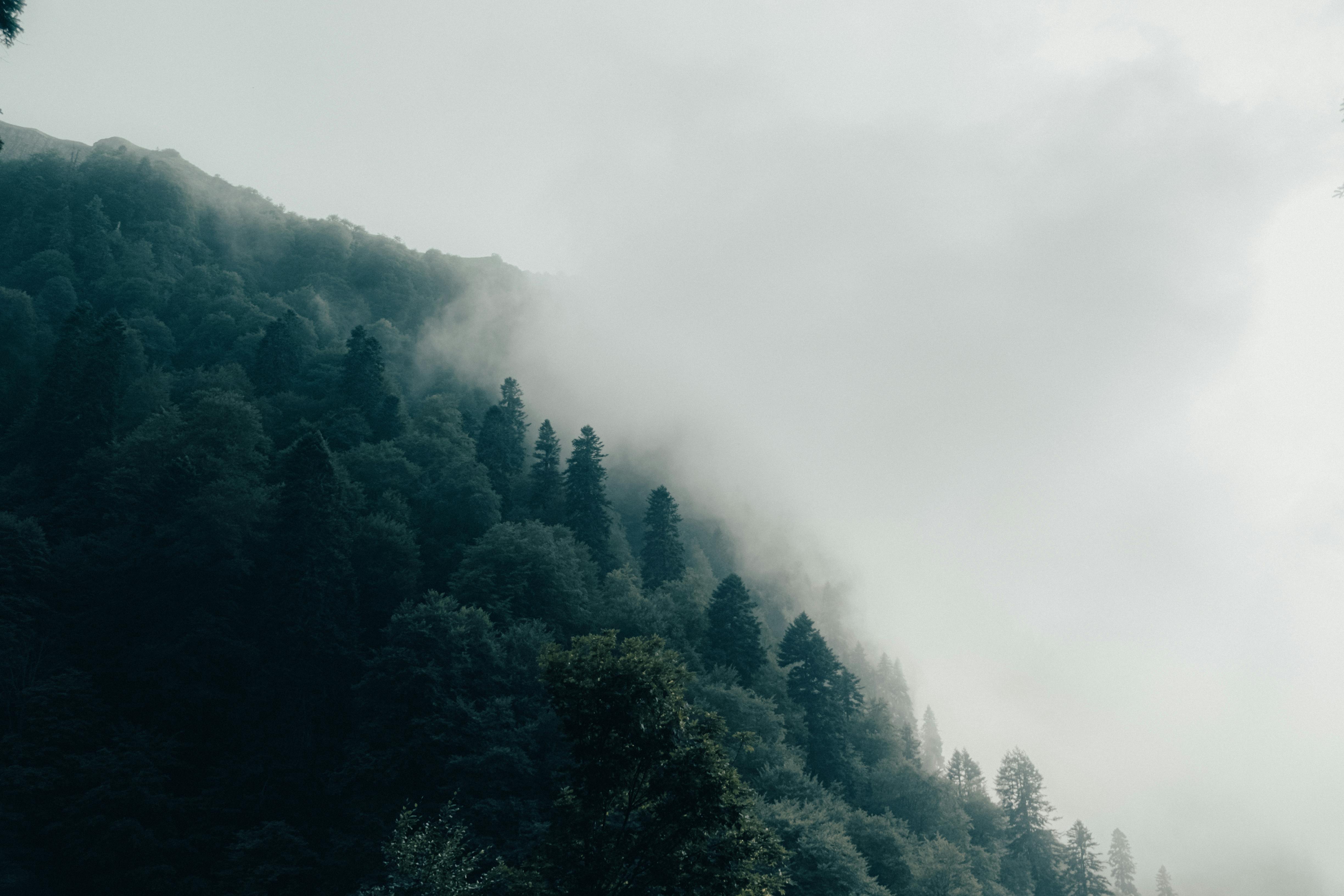 Low-light Photo of Mountain With Pine Trees Covered With Fogs · Free ...