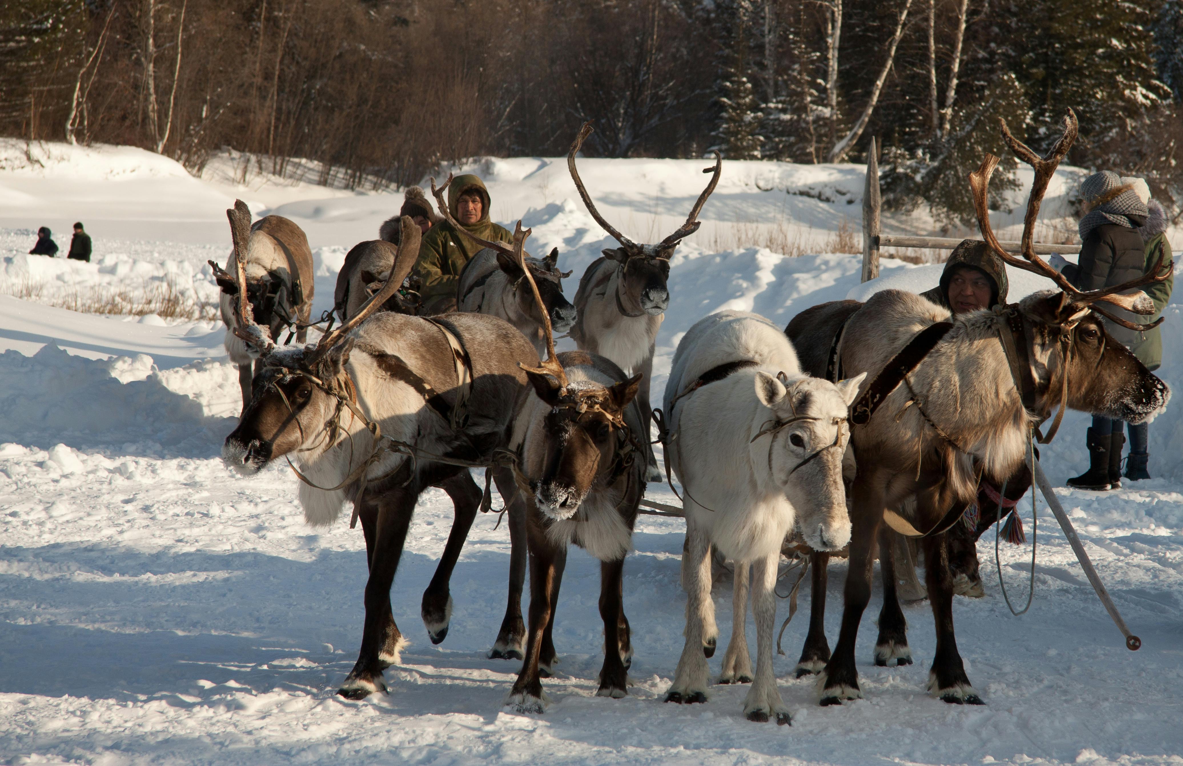 Reindeer Sledding in Winter · Free Stock Photo
