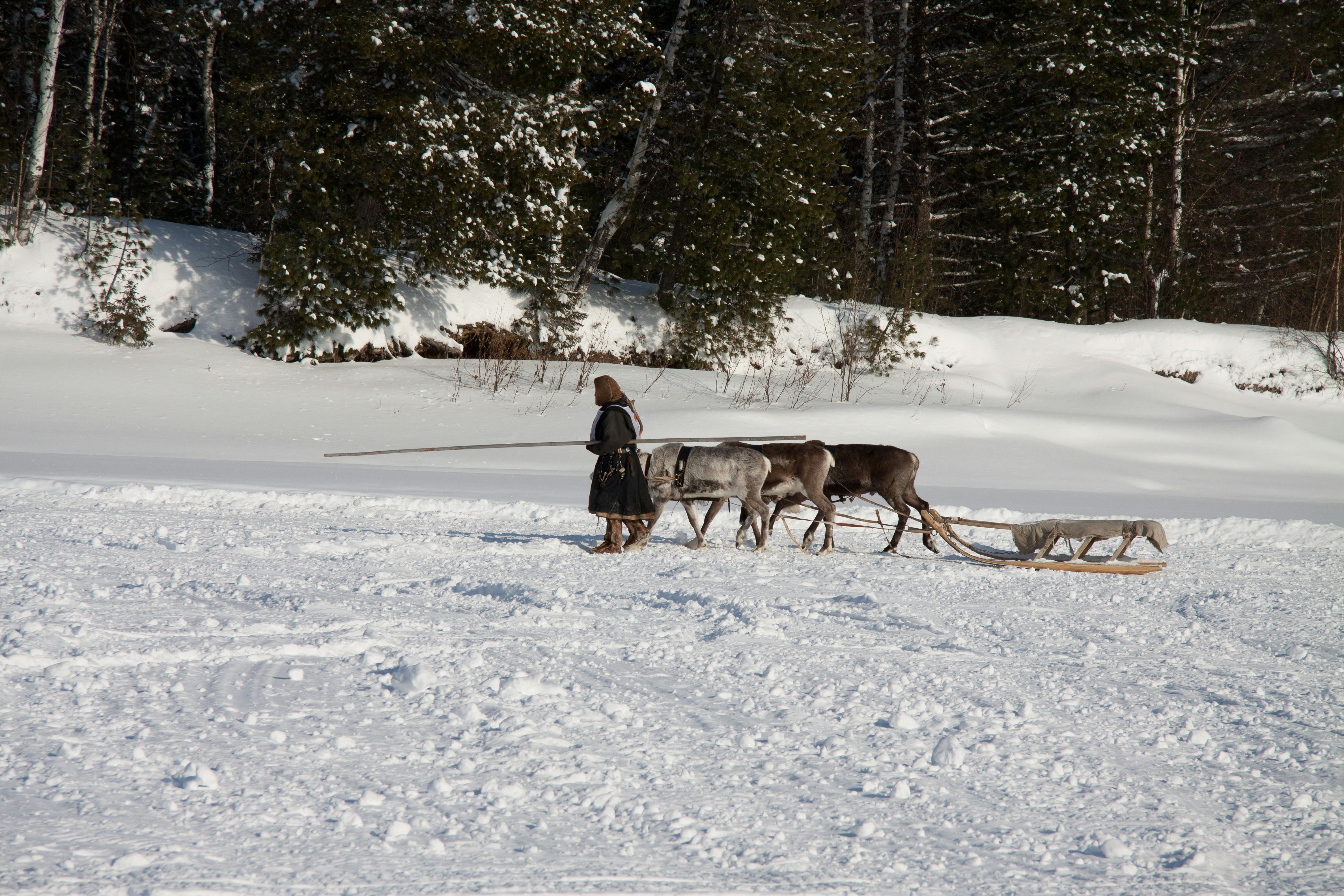 A Person Walking with Fury Animals Pulling the Sled · Free Stock Photo
