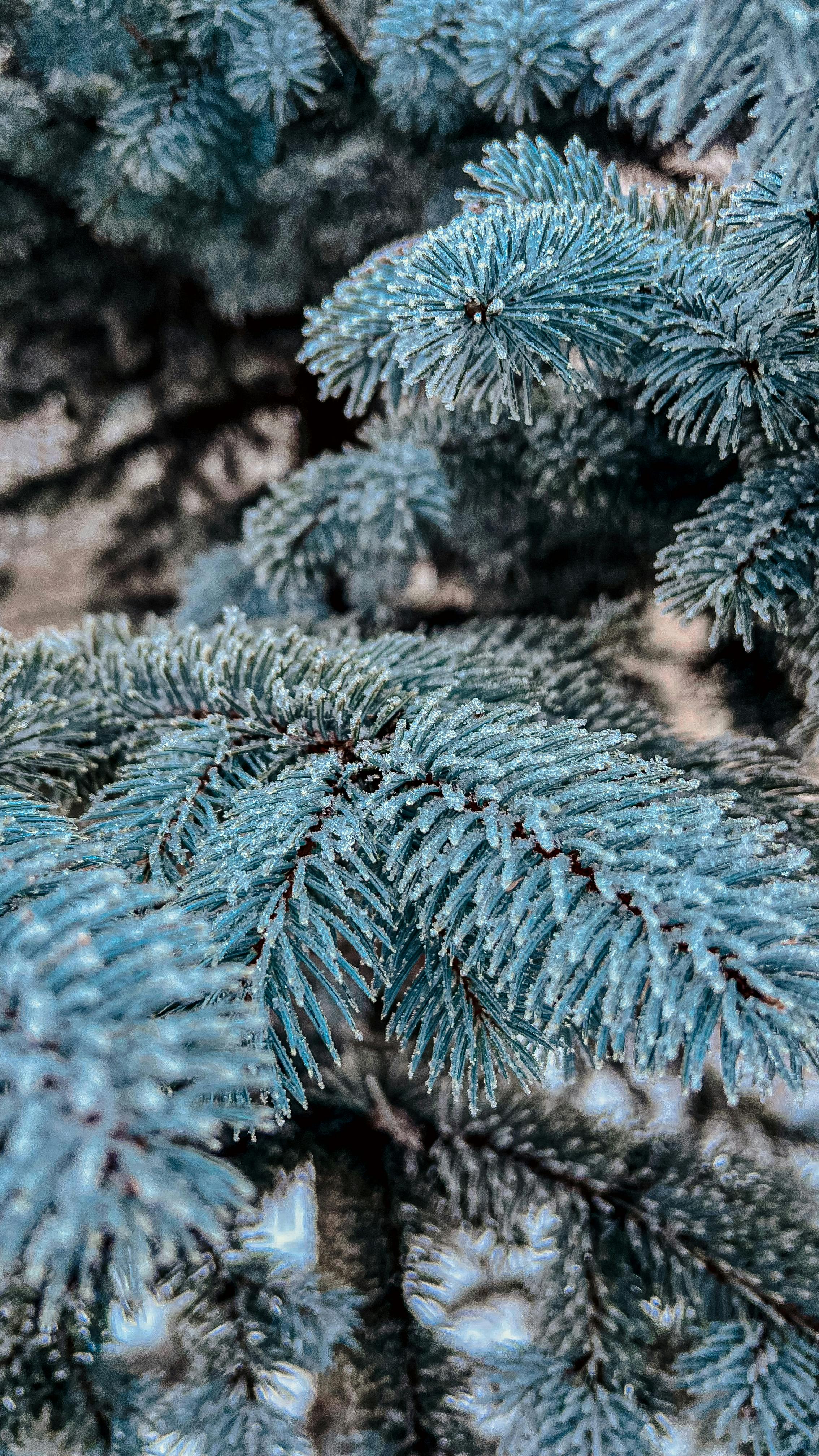 Close-Up of Silver Spruce · Free Stock Photo