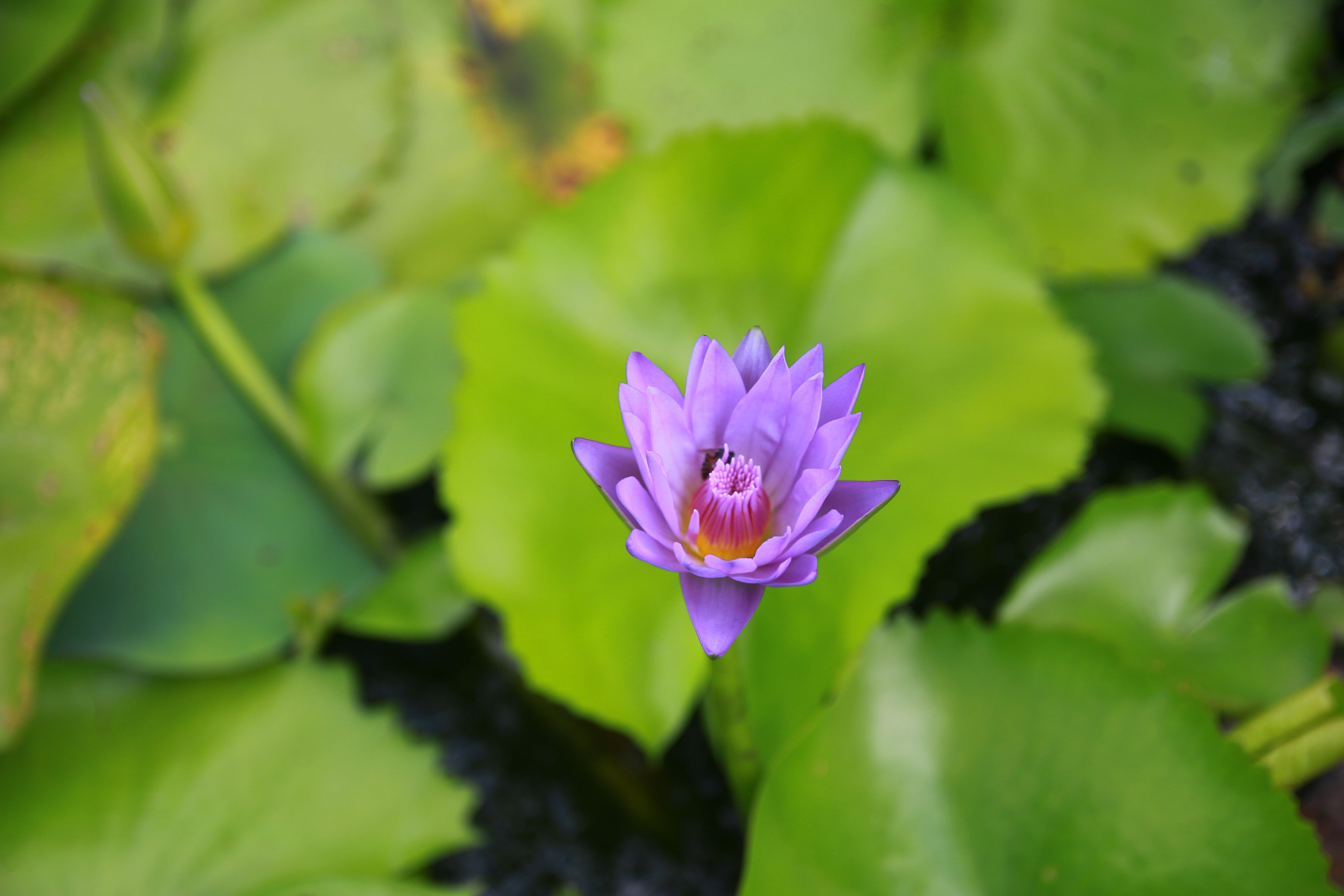 Free stock photo of lotus