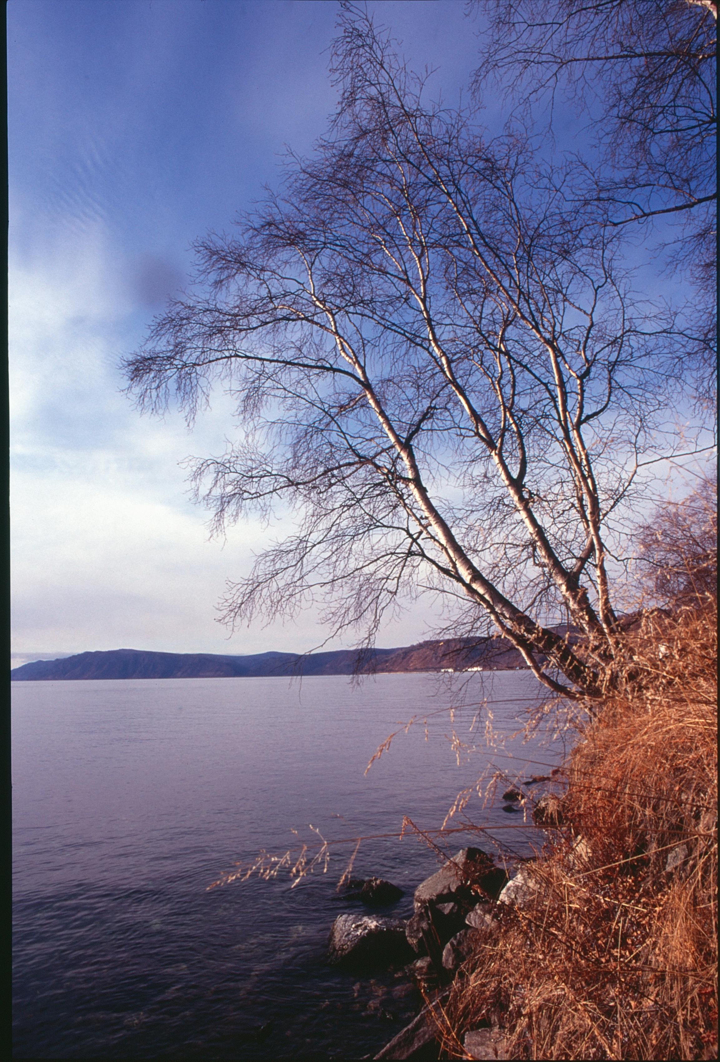 A Tree by the Lake · Free Stock Photo