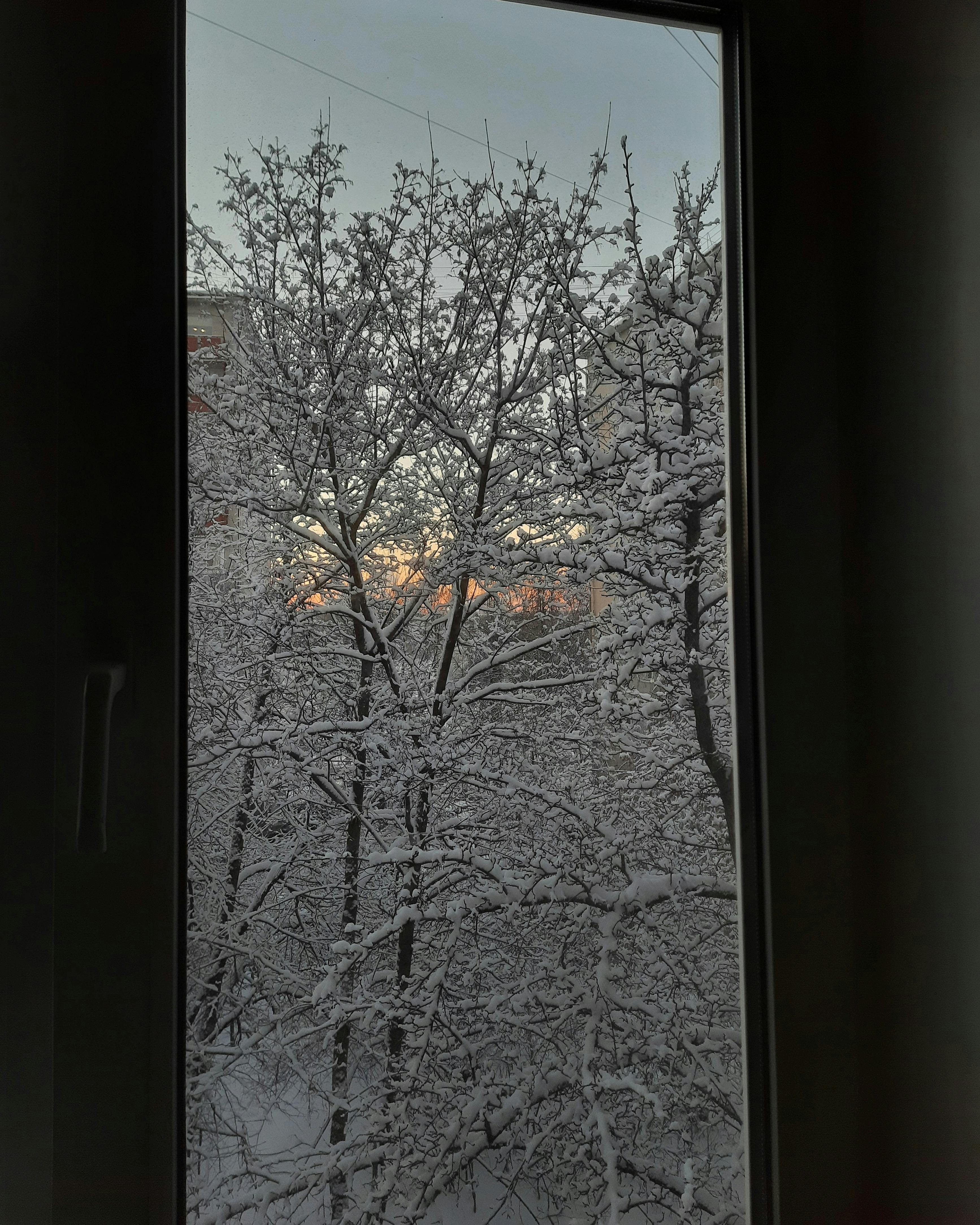 A View of Snow Covered Trees from a Glass Window · Free Stock Photo