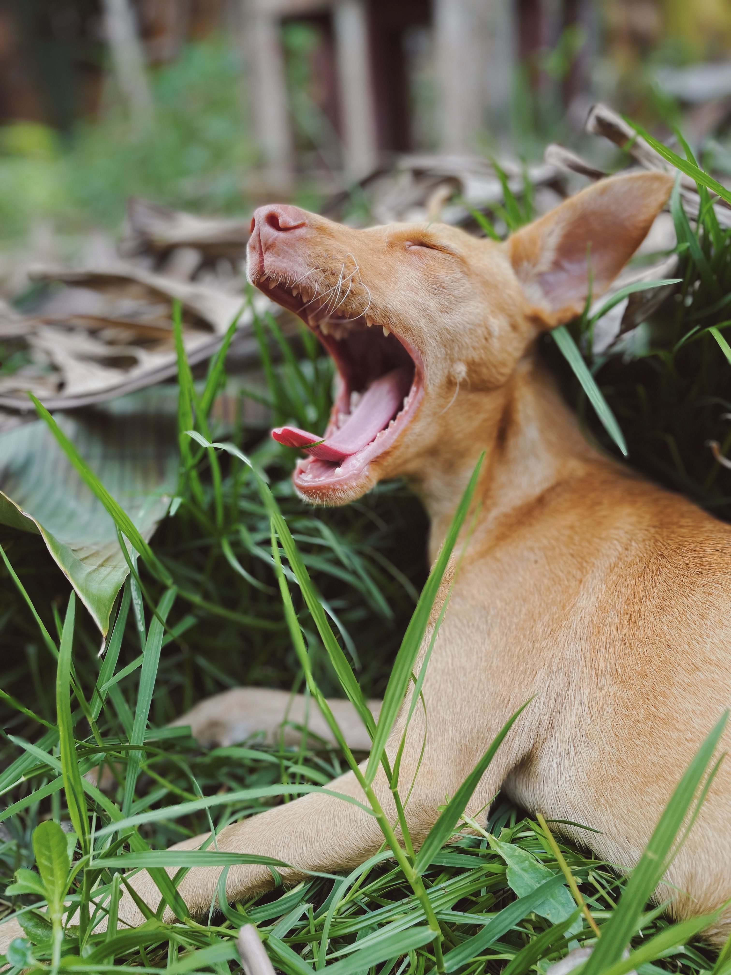 Dogs Yawning Photos, Download The BEST Free Dogs Yawning Stock Photos ...