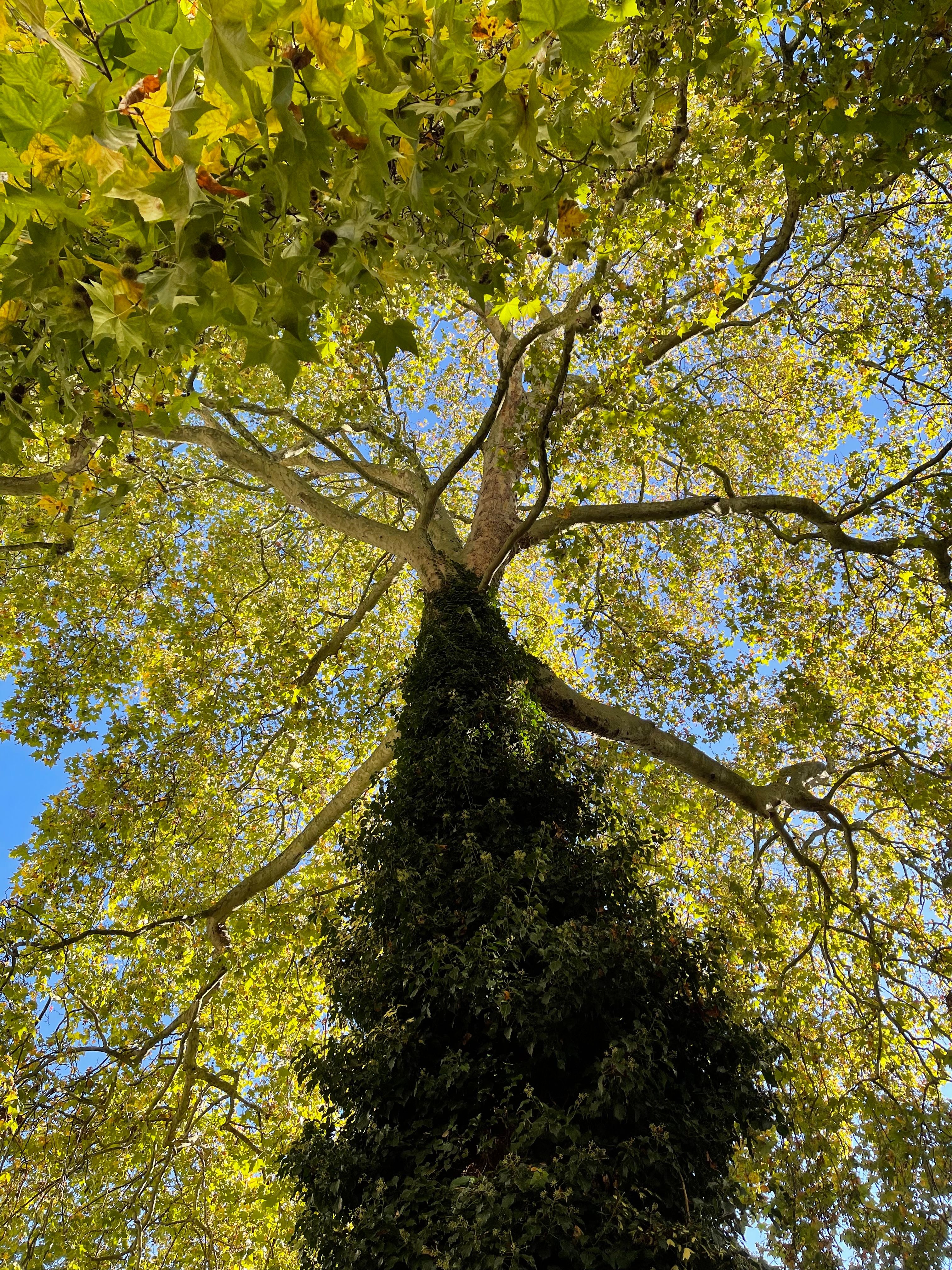 Photo of Ivy Plants · Free Stock Photo