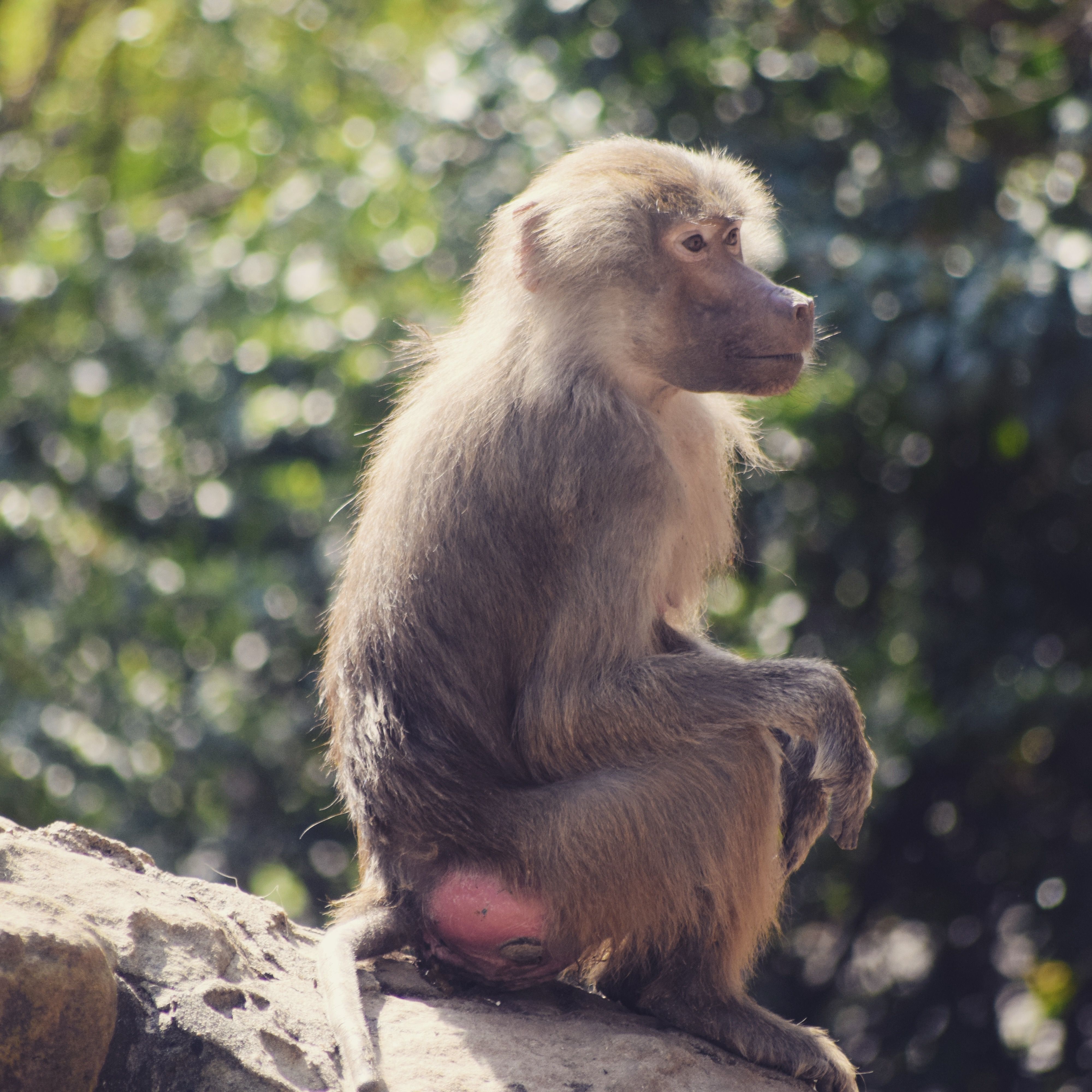 Brown Monkey on Rock Monolith · Free Stock Photo