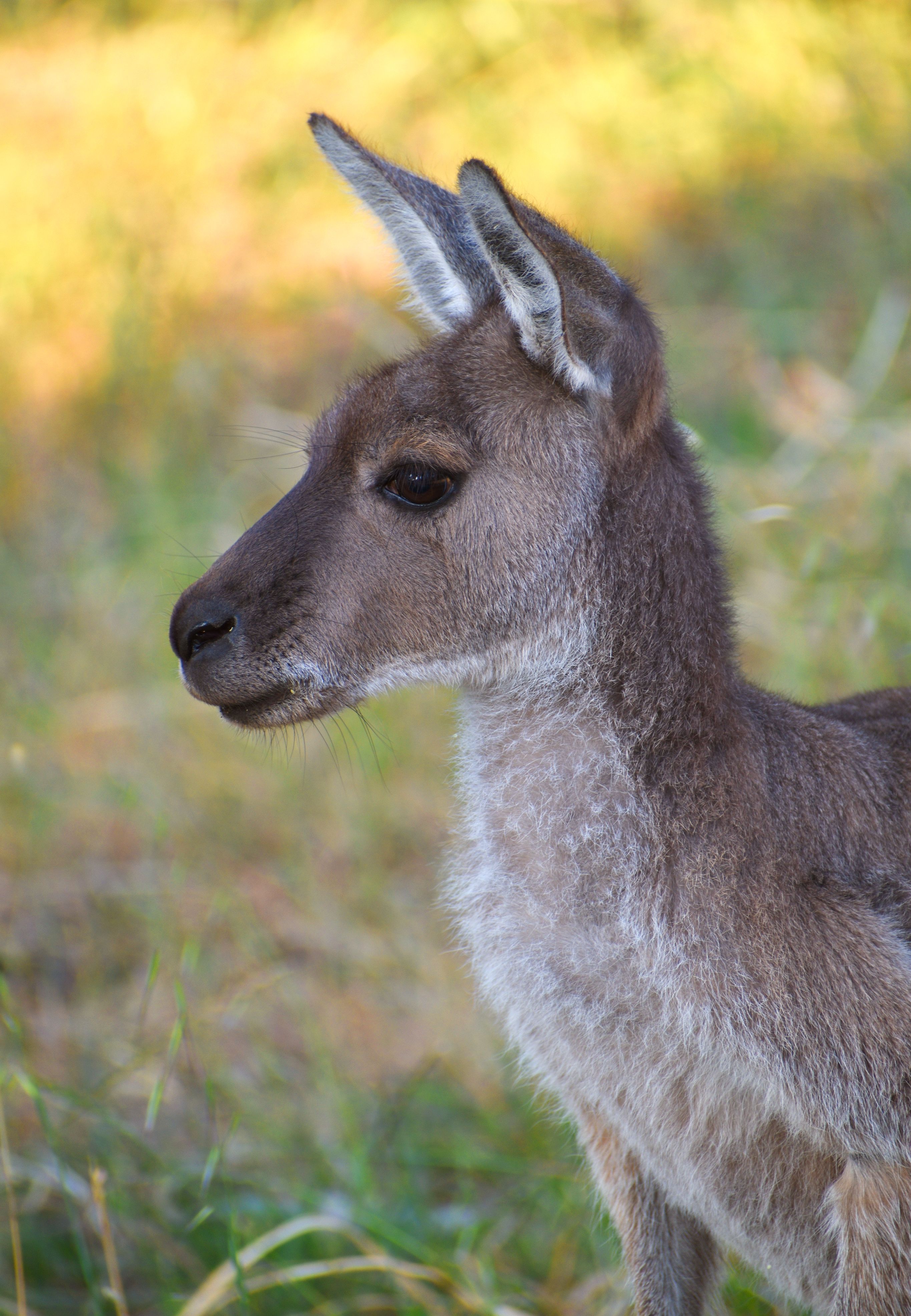 A Joey Inside Its Mother Pouch · Free Stock Photo