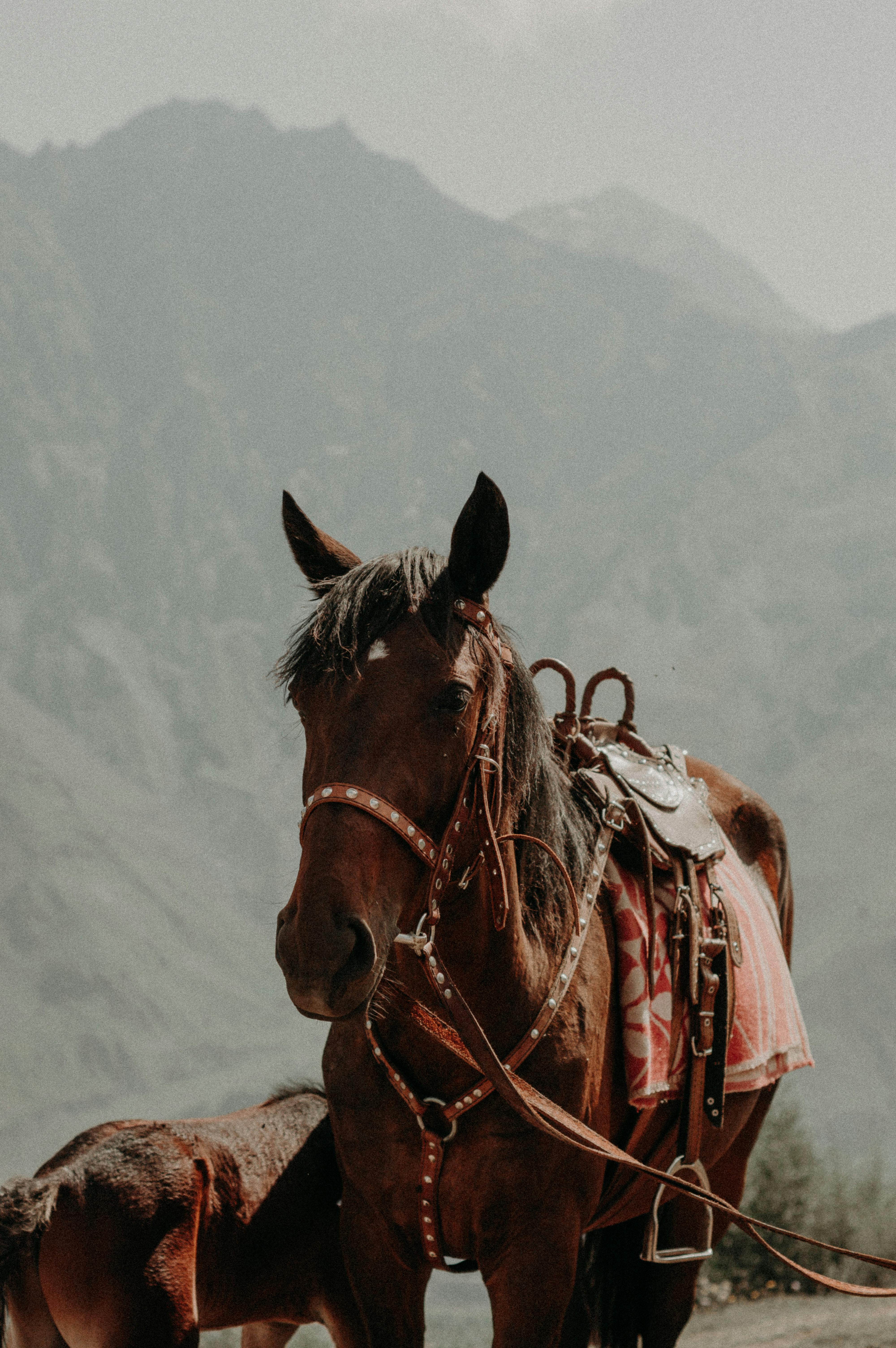 Portraits Png Photos, Download The BEST Free Portraits Png Stock Photos ...