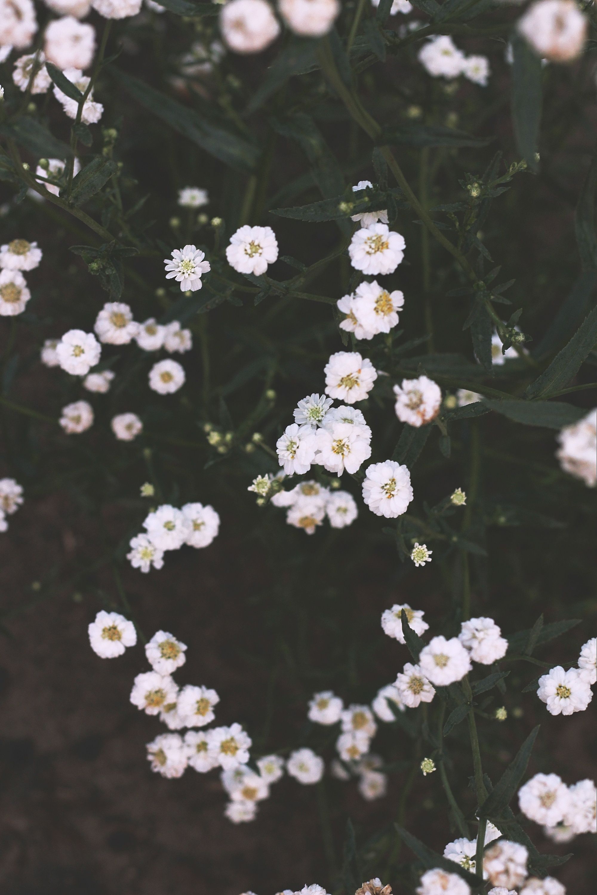 White Rose Under Water with Stones · Free Stock Photo