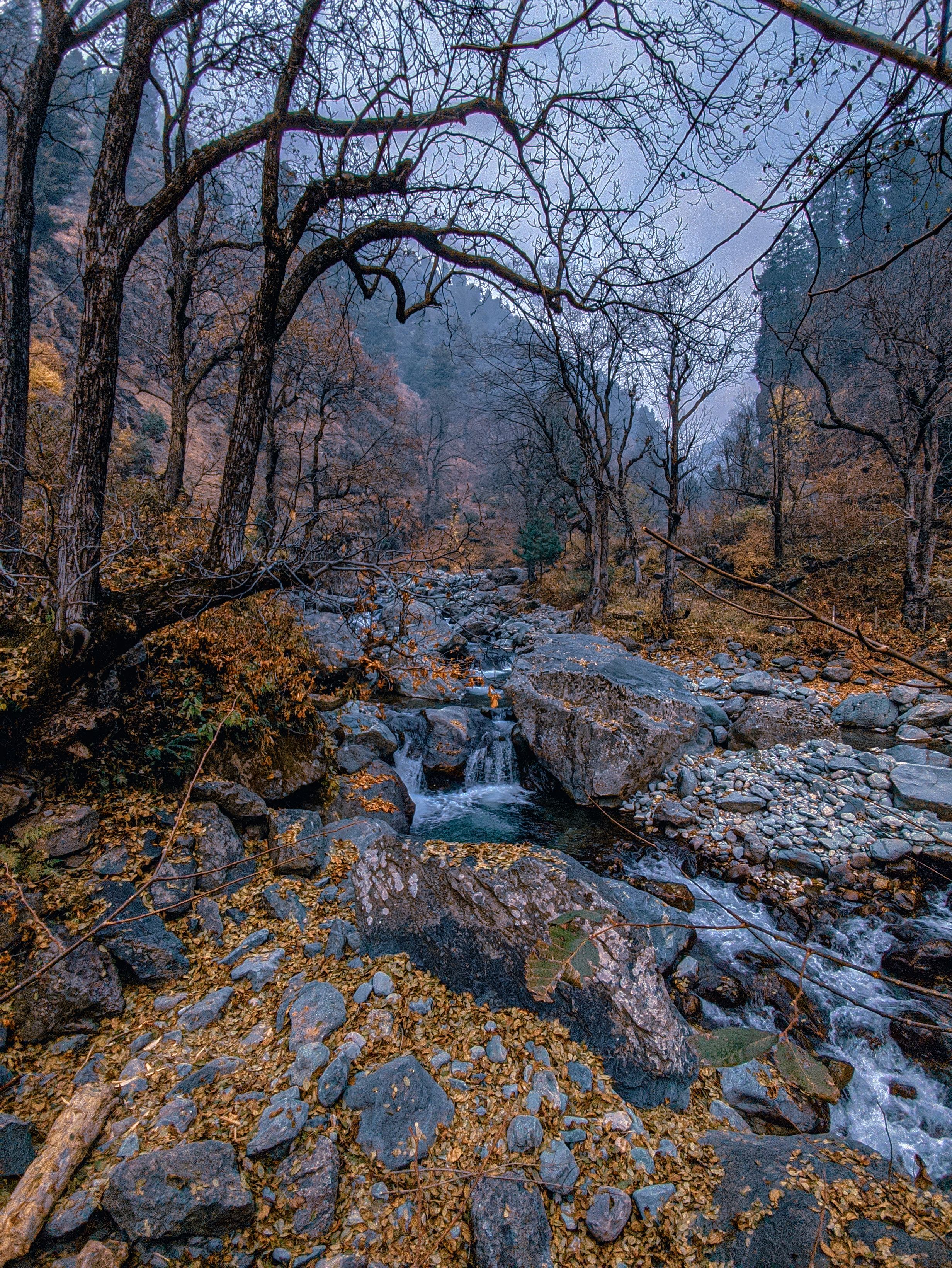 Water Flowing on the Stream Between Leafless Trees in the Forest · Free ...