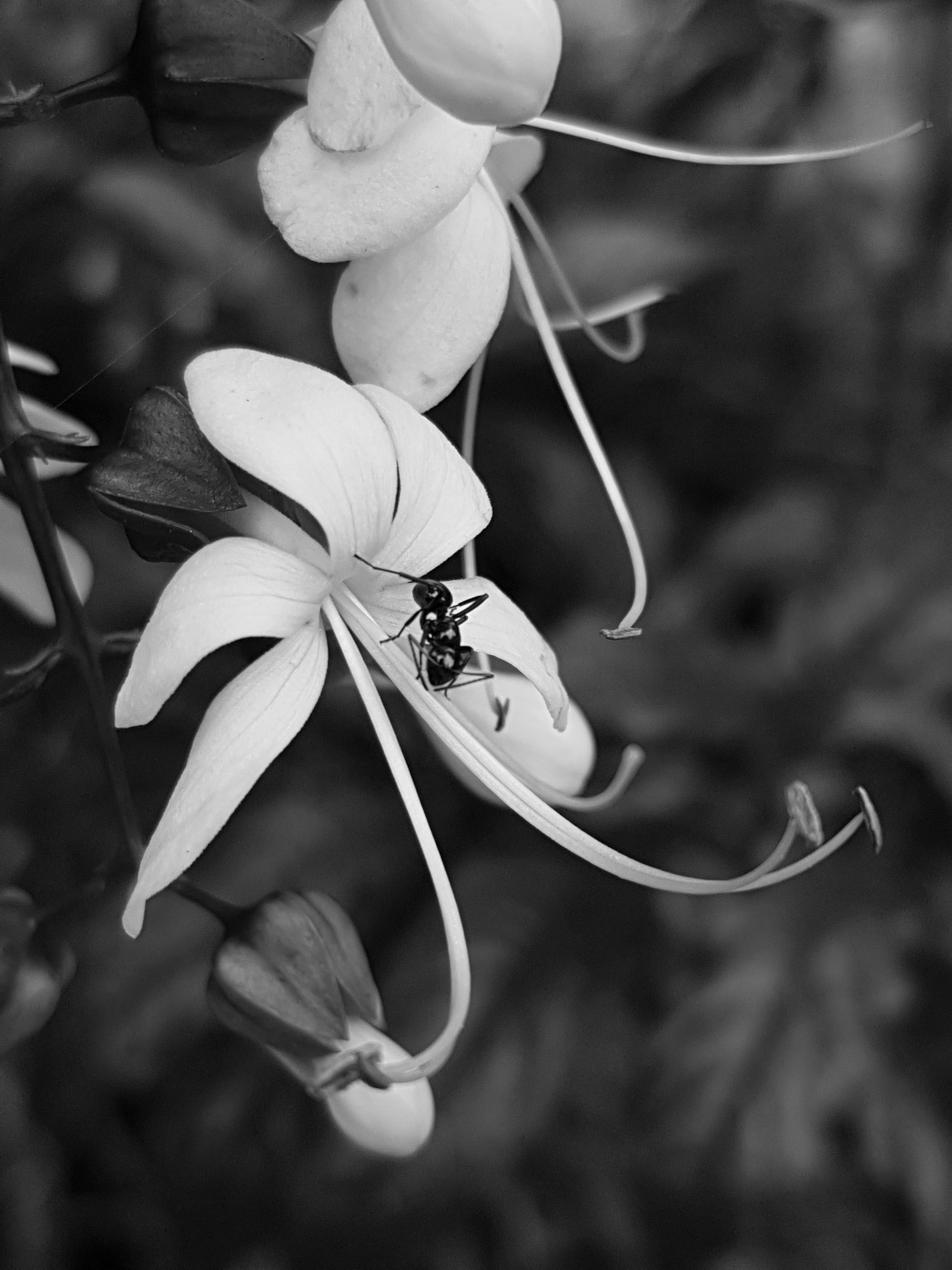 Grayscale Photo of a Black Insect on a White Flower · Free Stock Photo