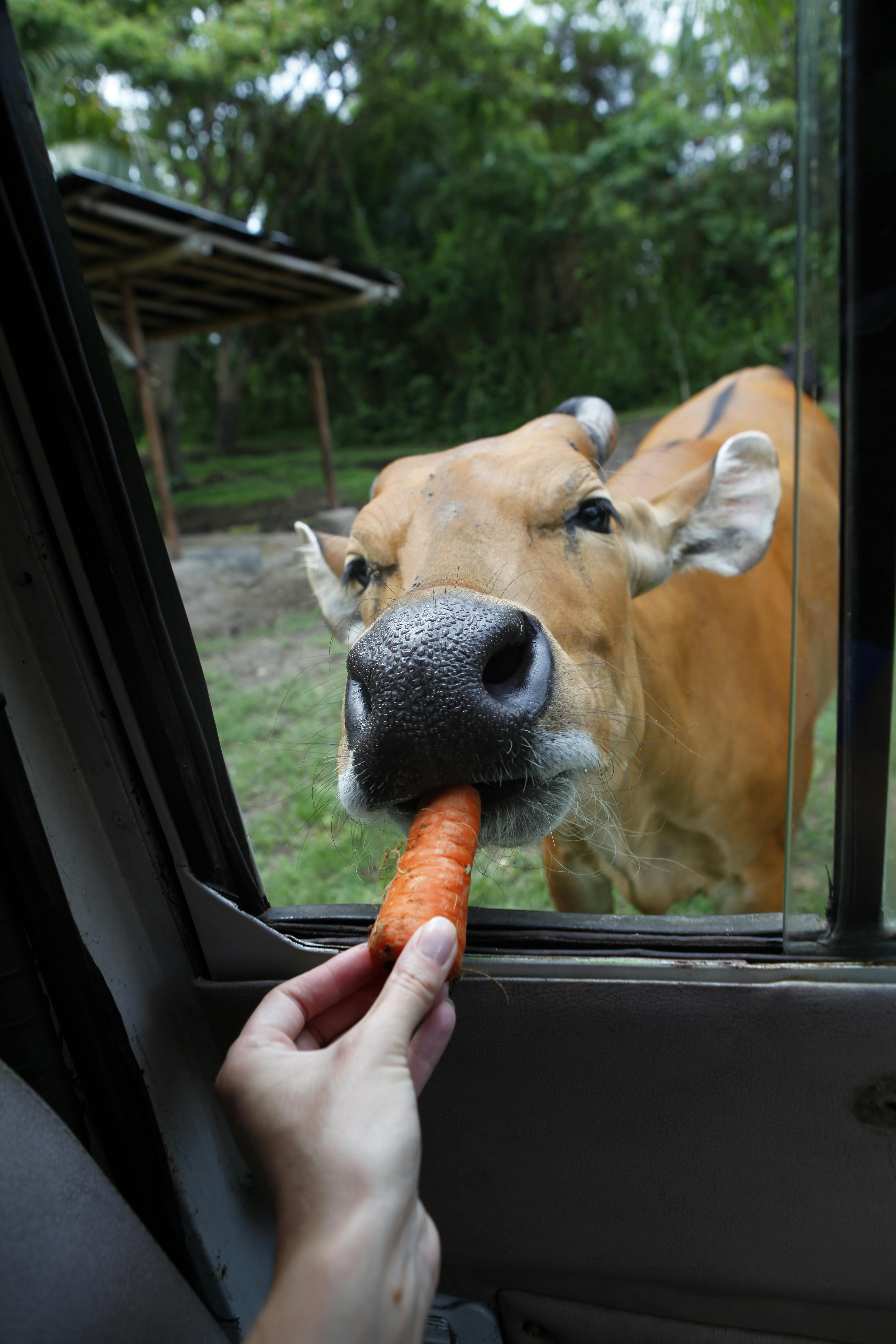 Person Feeding Cow a Carrot · Free Stock Photo