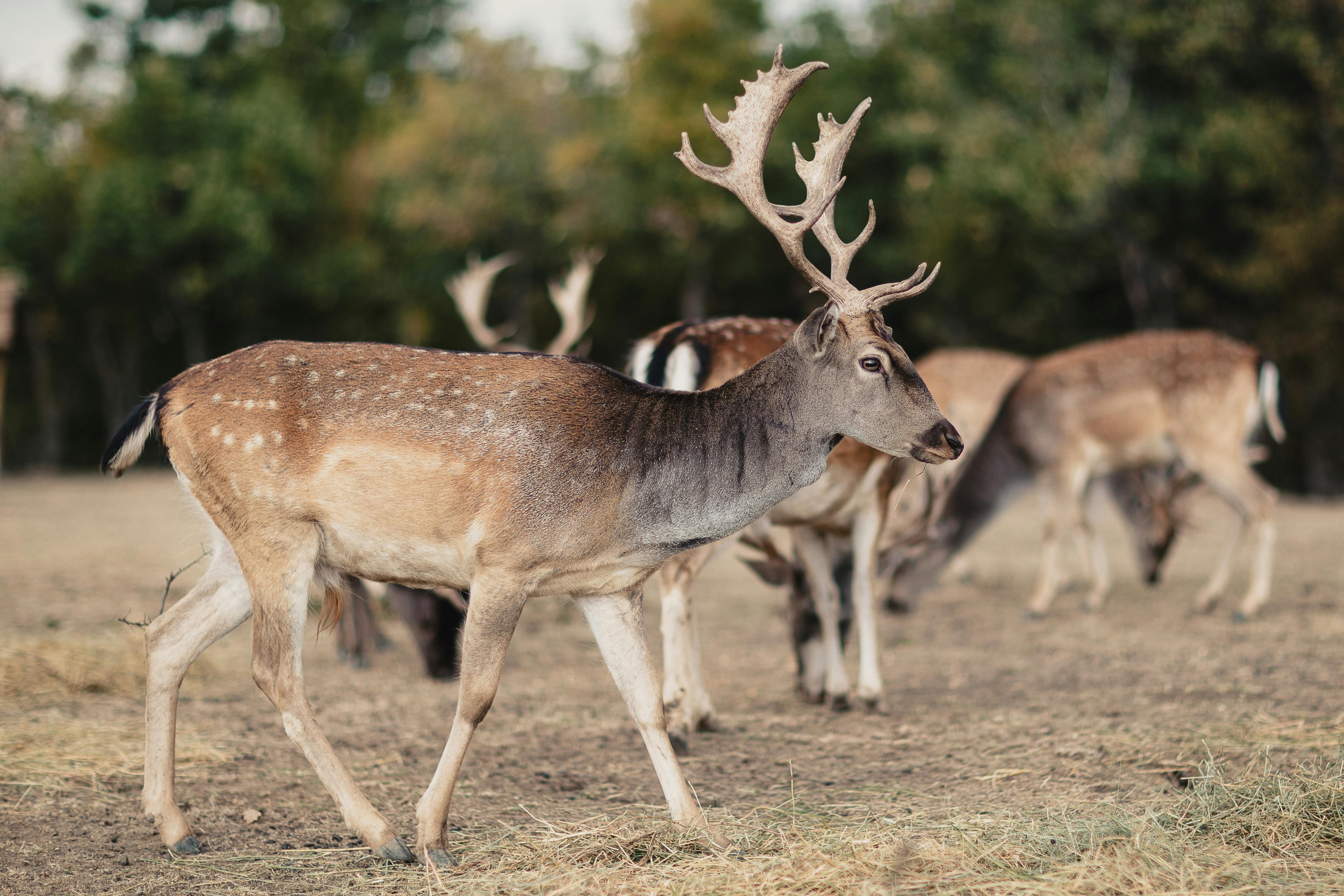 Deer on Hayfield · Free Stock Photo