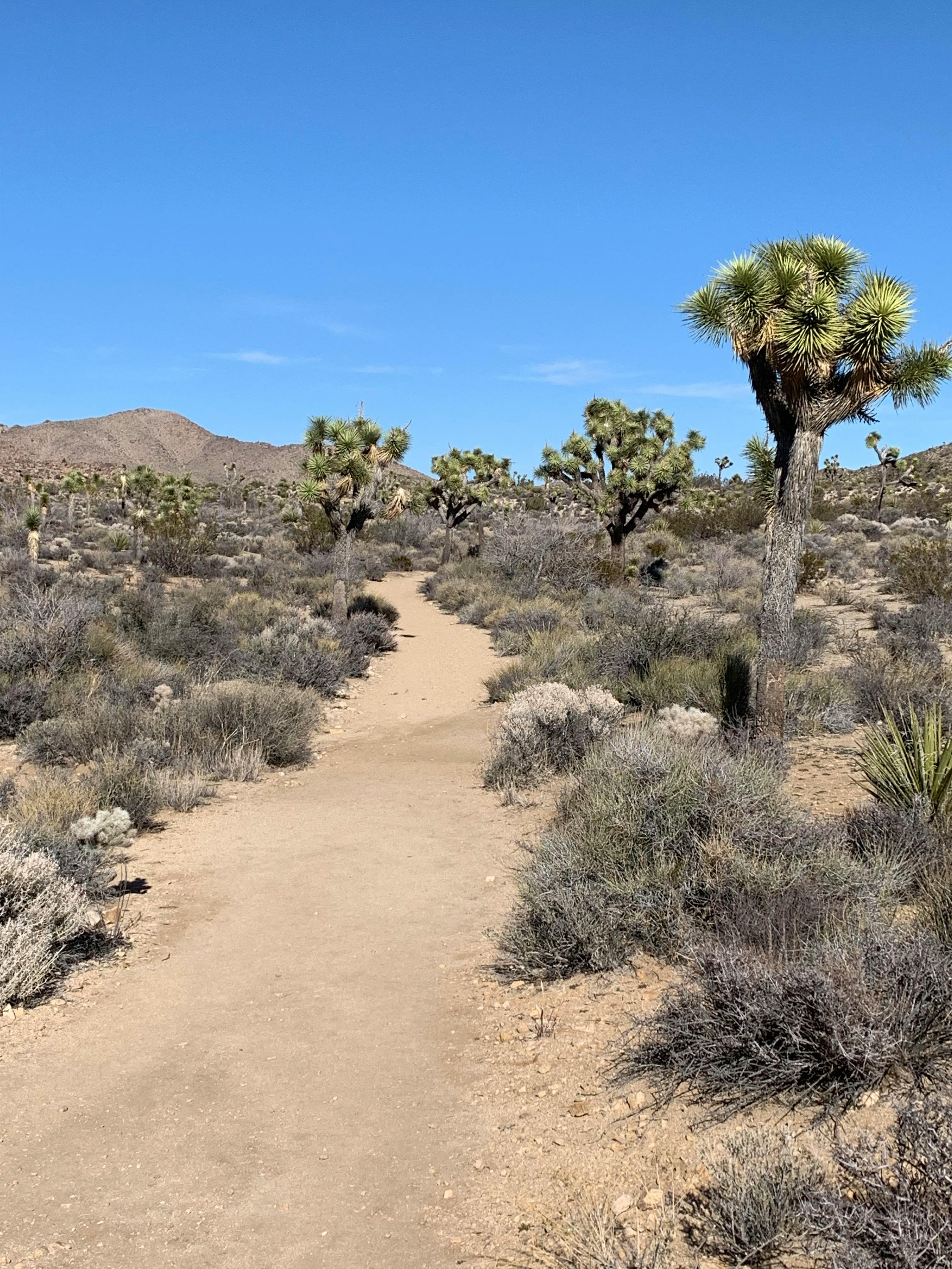 A Path in the Desert · Free Stock Photo