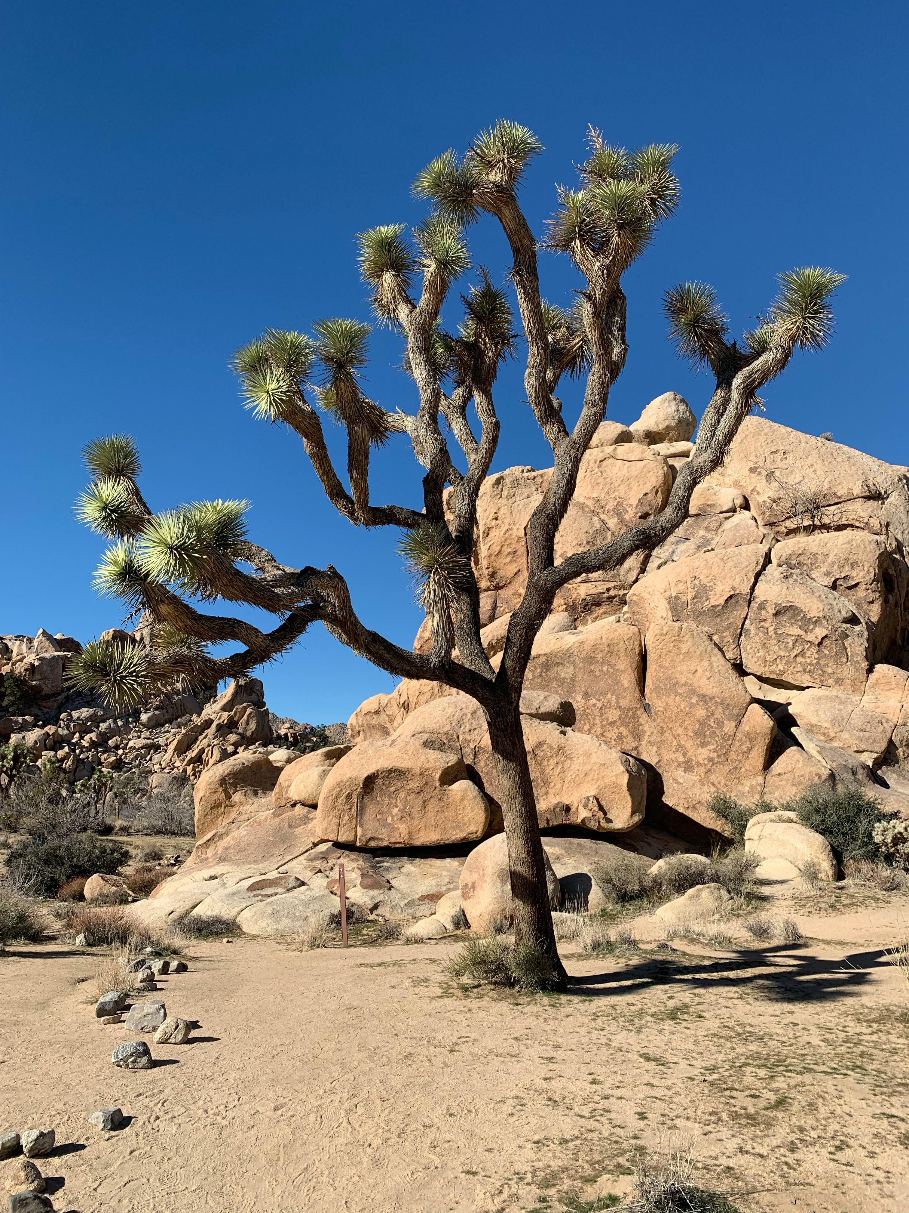 Yucca Brevifolia Tree and Rock Formations on a Desert · Free Stock Photo