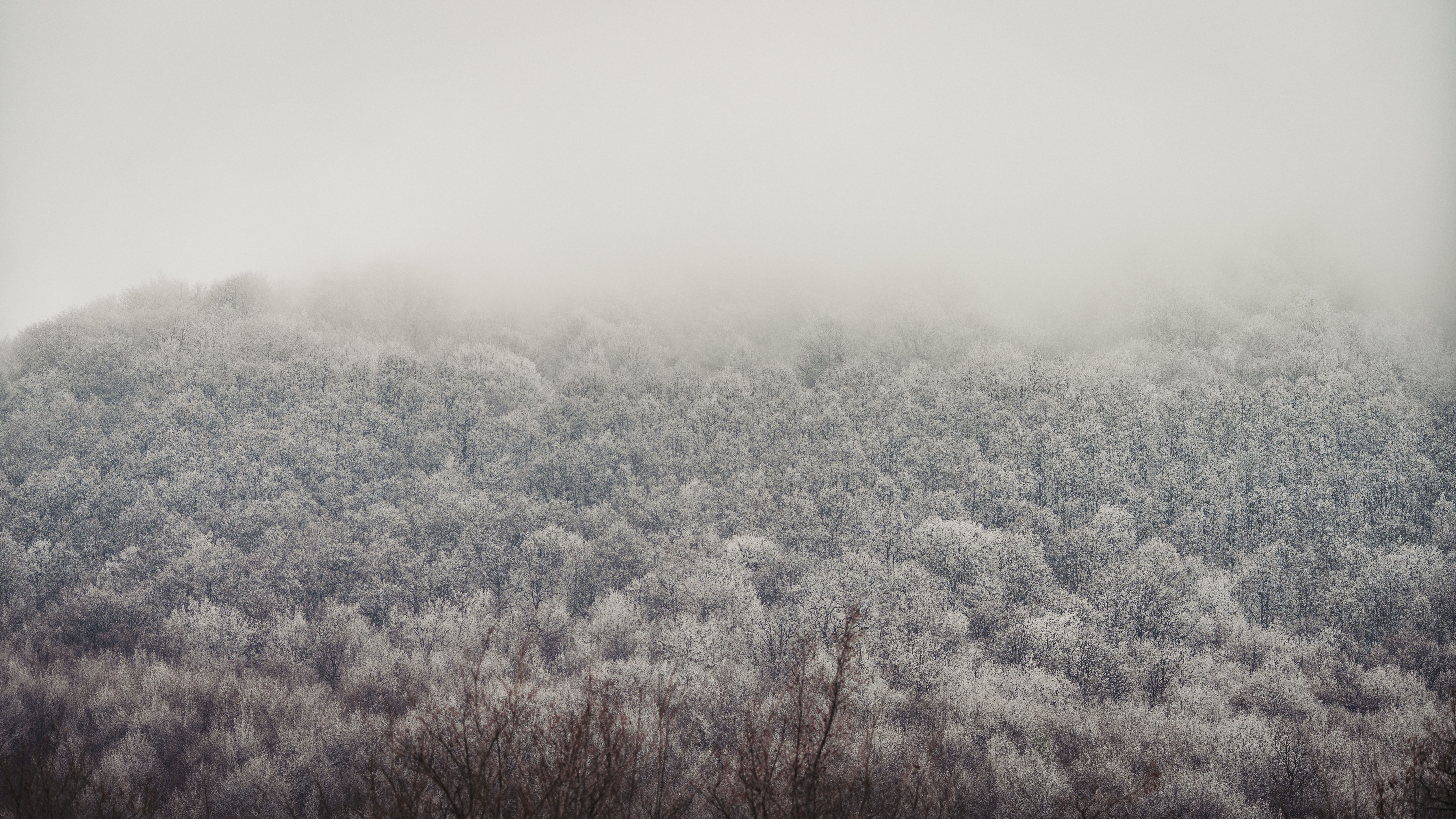 Grayscale Photo of Trees in the Forest · Free Stock Photo