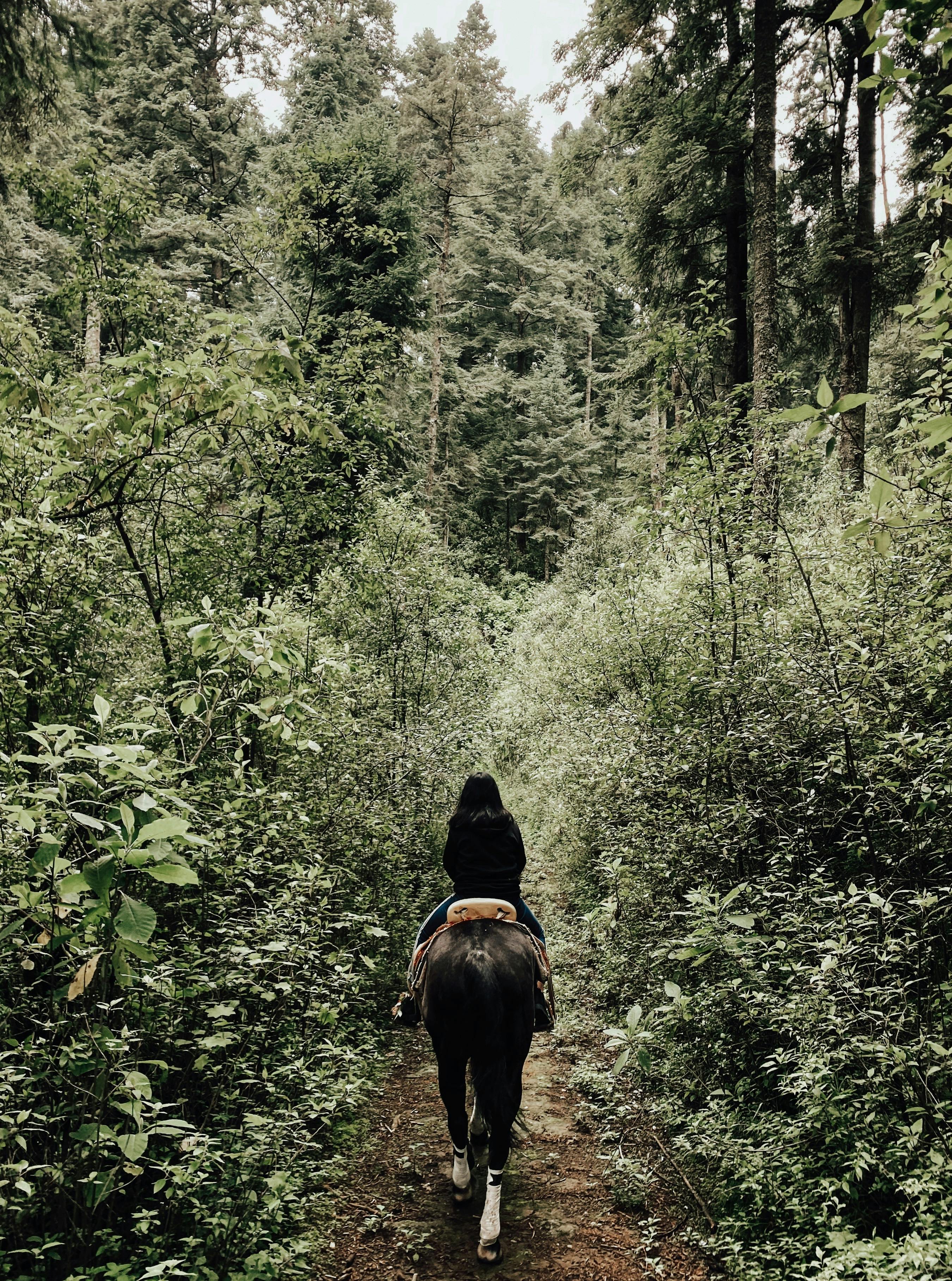Woman Riding a Horse in the Woods · Free Stock Photo