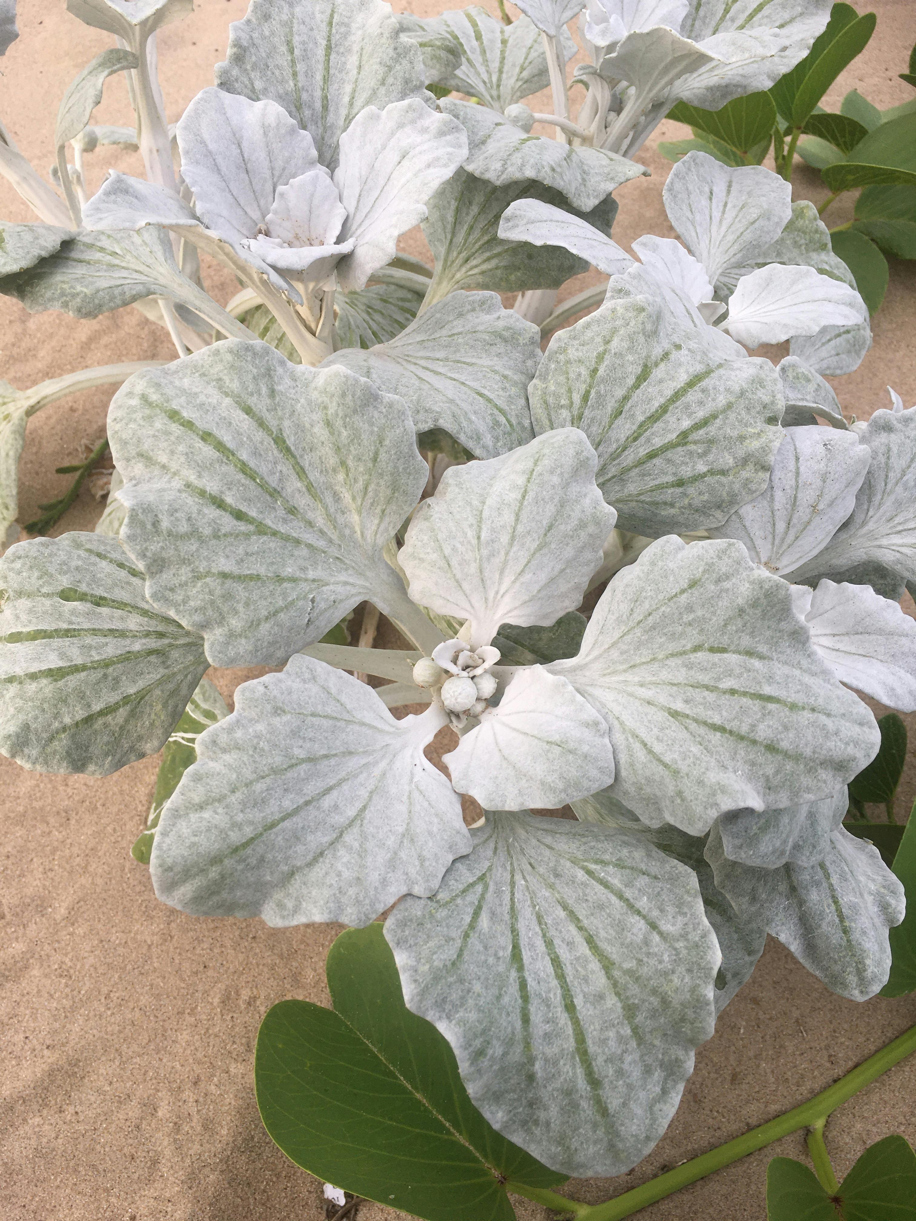 14 fotos y vídeos de Hardy Plant Pictures guardados por Amajuba Indlu ...