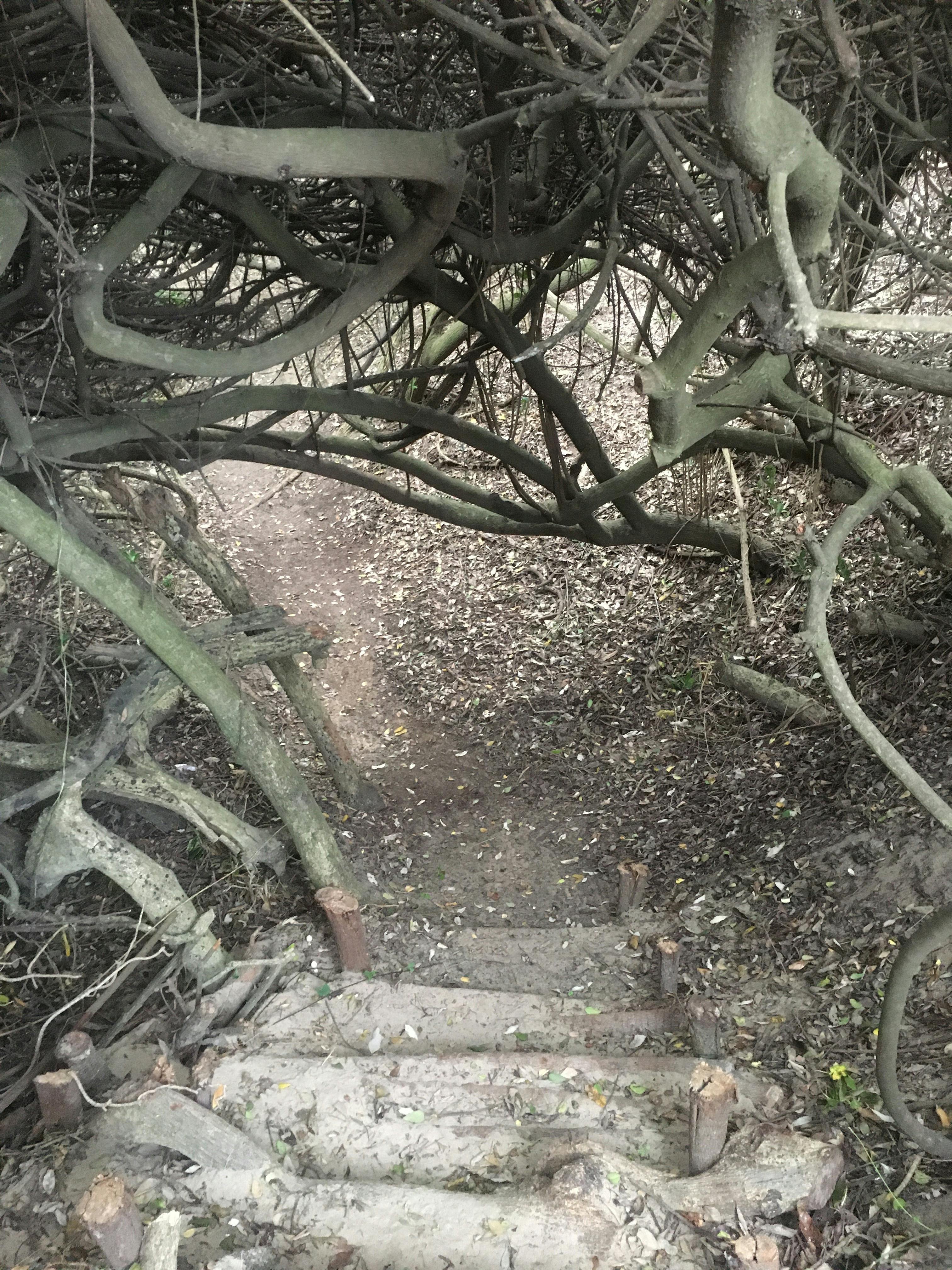 Hardy Plant Pictures 14 Photos & Videos Collected by Amajuba Indlu-Inceku