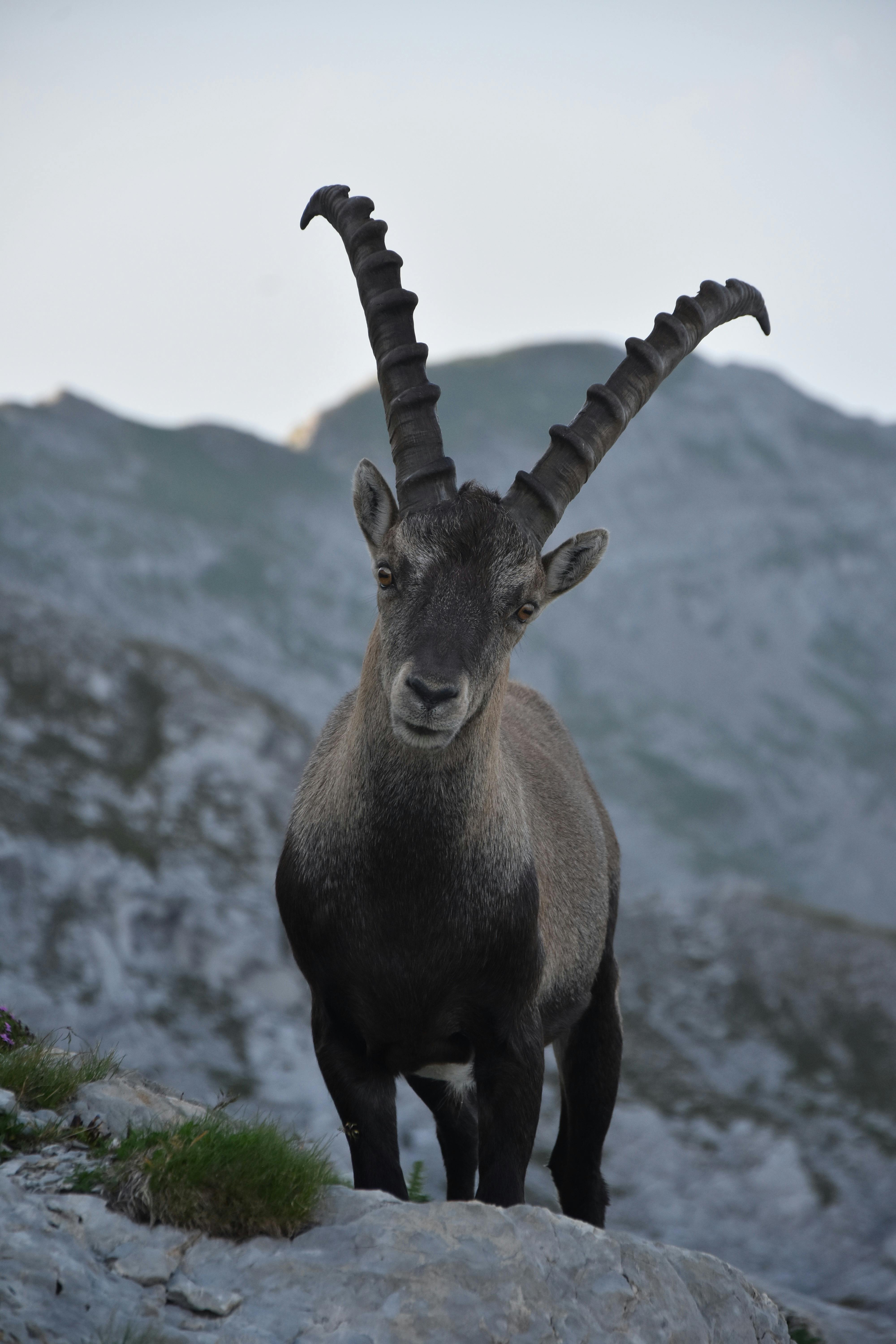 Photograph of an Ibex with Long Horns · Free Stock Photo