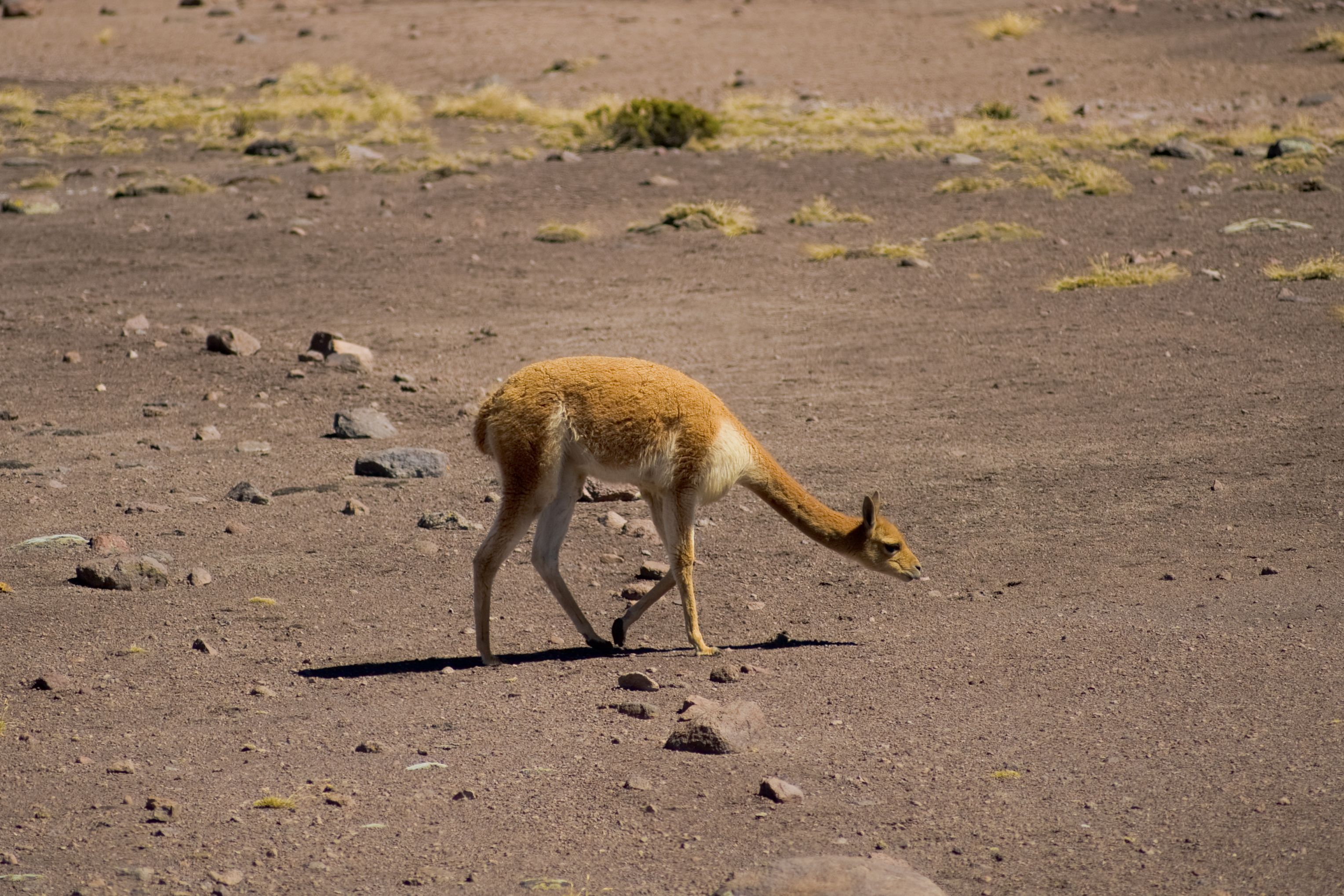 Vicuna Photos, Download The BEST Free Vicuna Stock Photos & HD Images