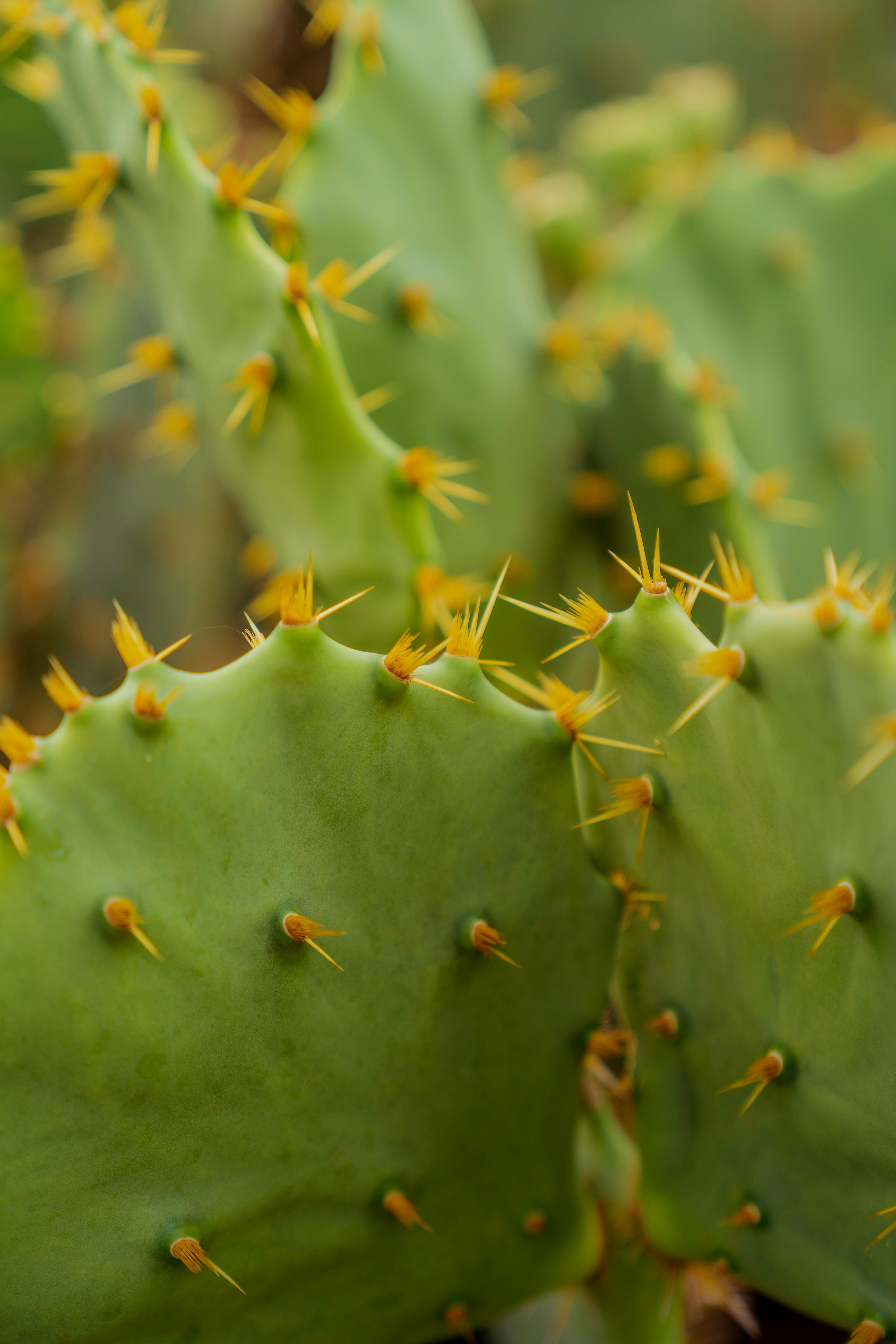 Close-Up Photograph of a Cacti with Thorns · Free Stock Photo