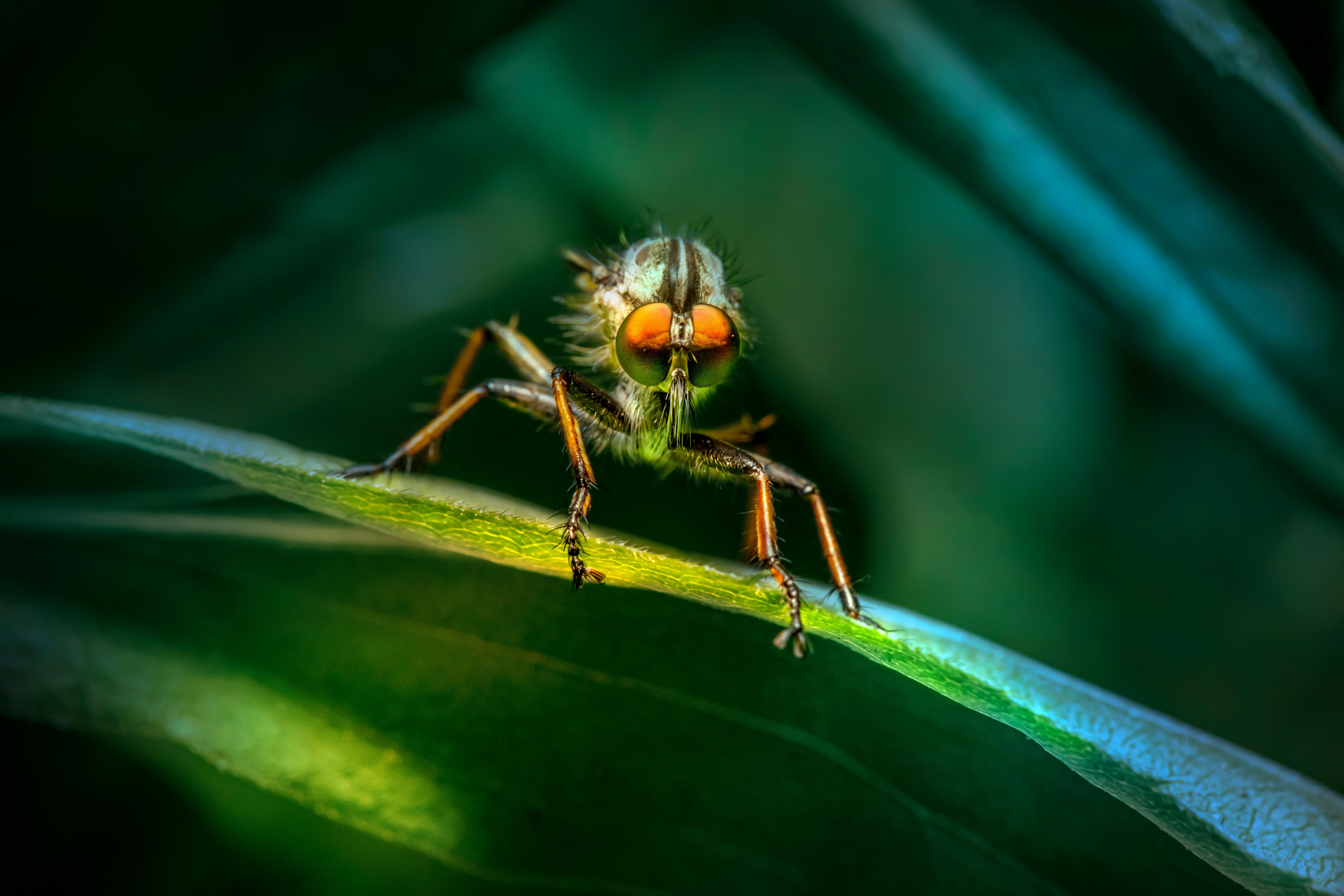 Insect Identification Photos, Download The BEST Free Insect ...