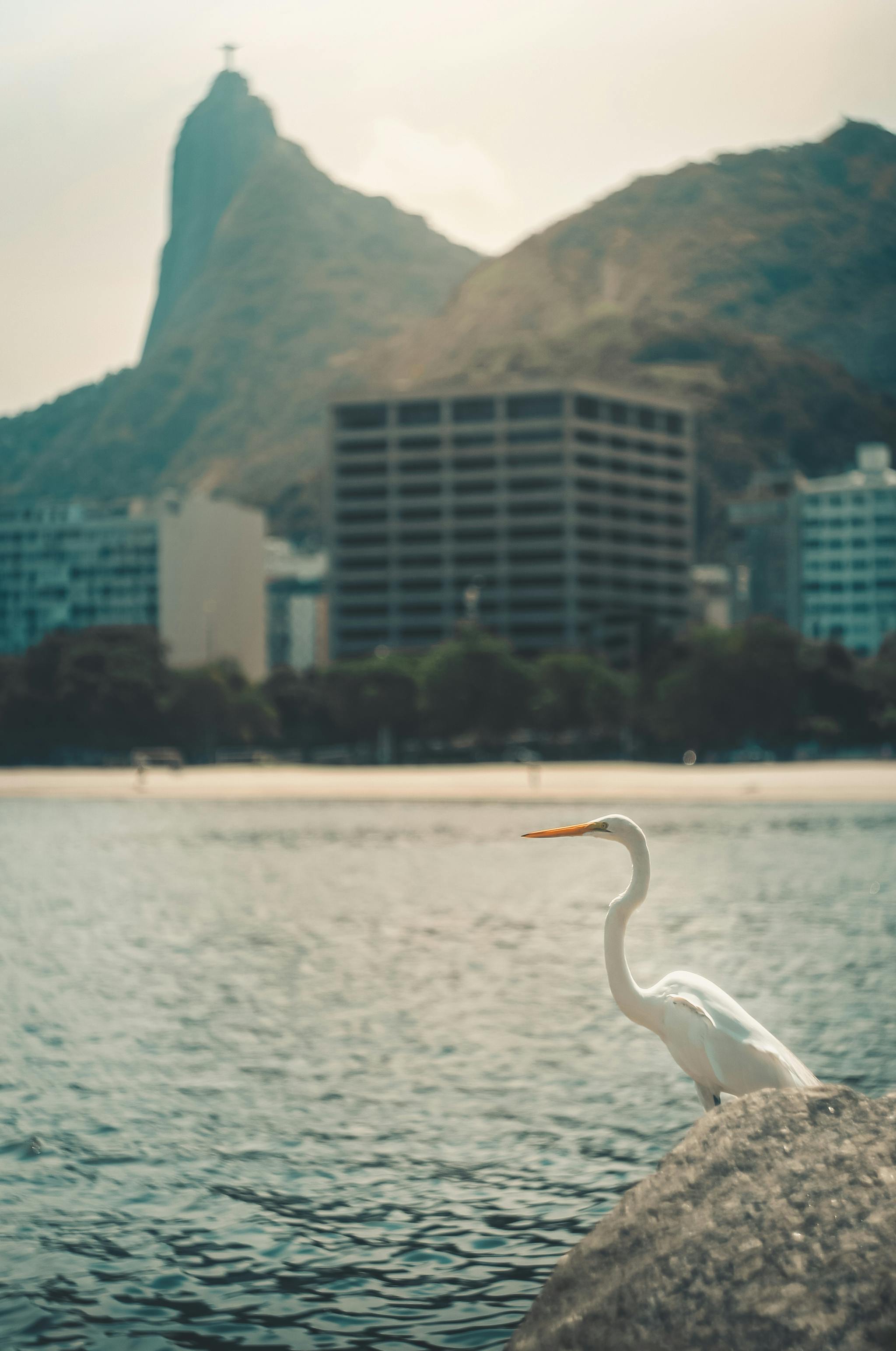 1,601+ Best Free Greatness Stock Photos & Images · 100% Royalty-Free HD ...