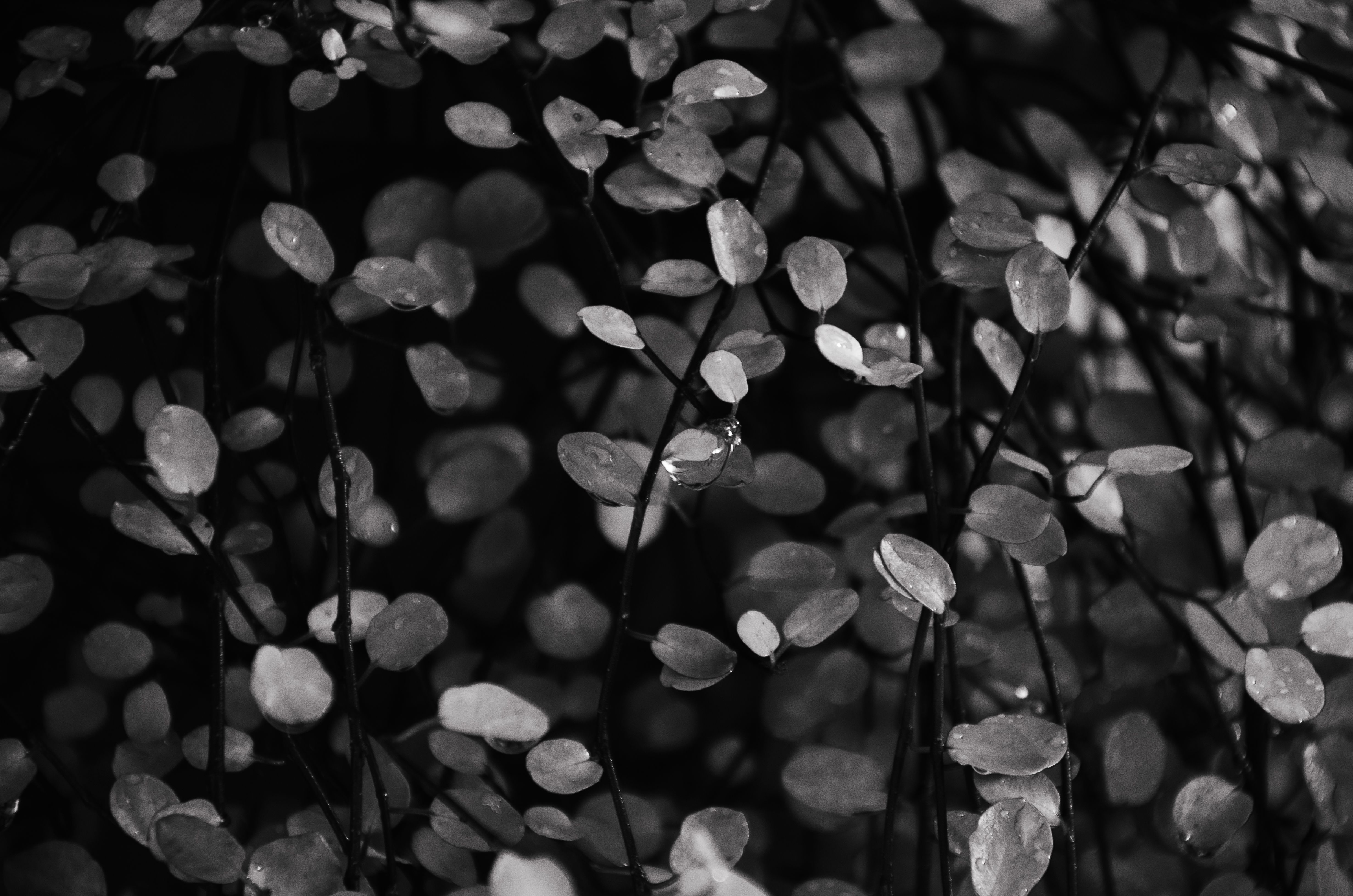 Grayscale Photo of Plant Leaves · Free Stock Photo