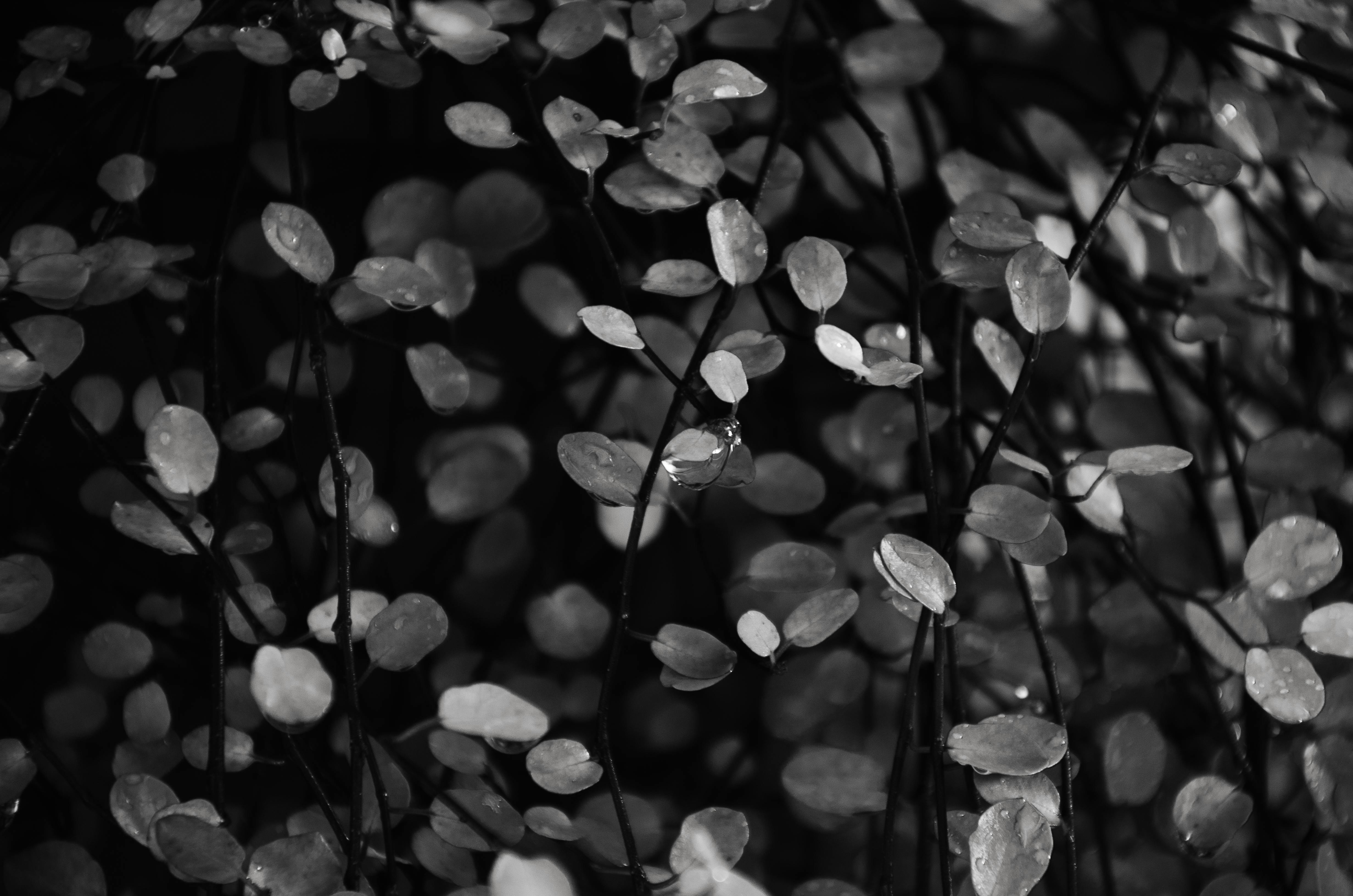 Grayscale Photography of Leaves · Free Stock Photo