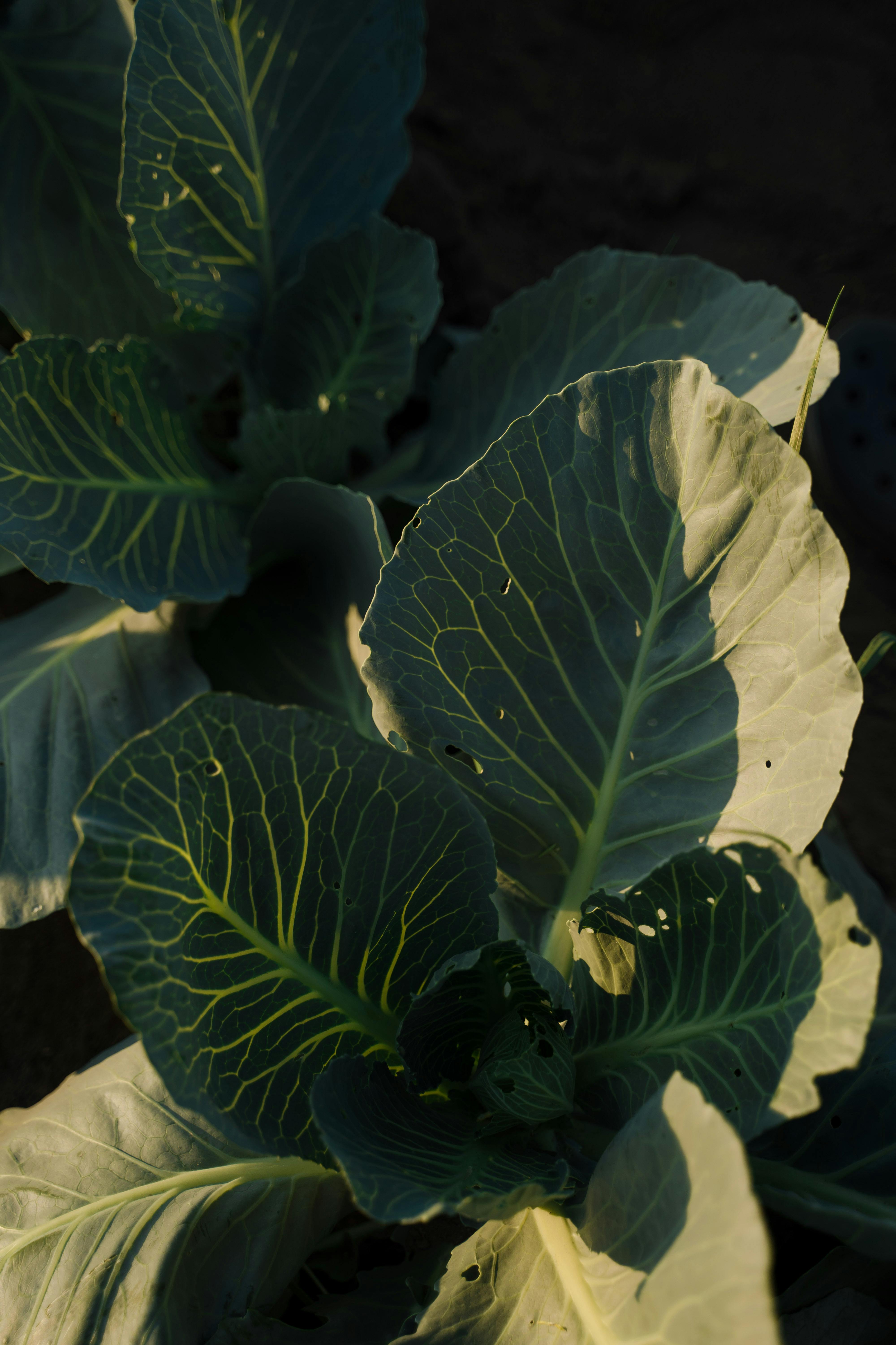 Close-up View of Cabbage Leaves · Free Stock Photo
