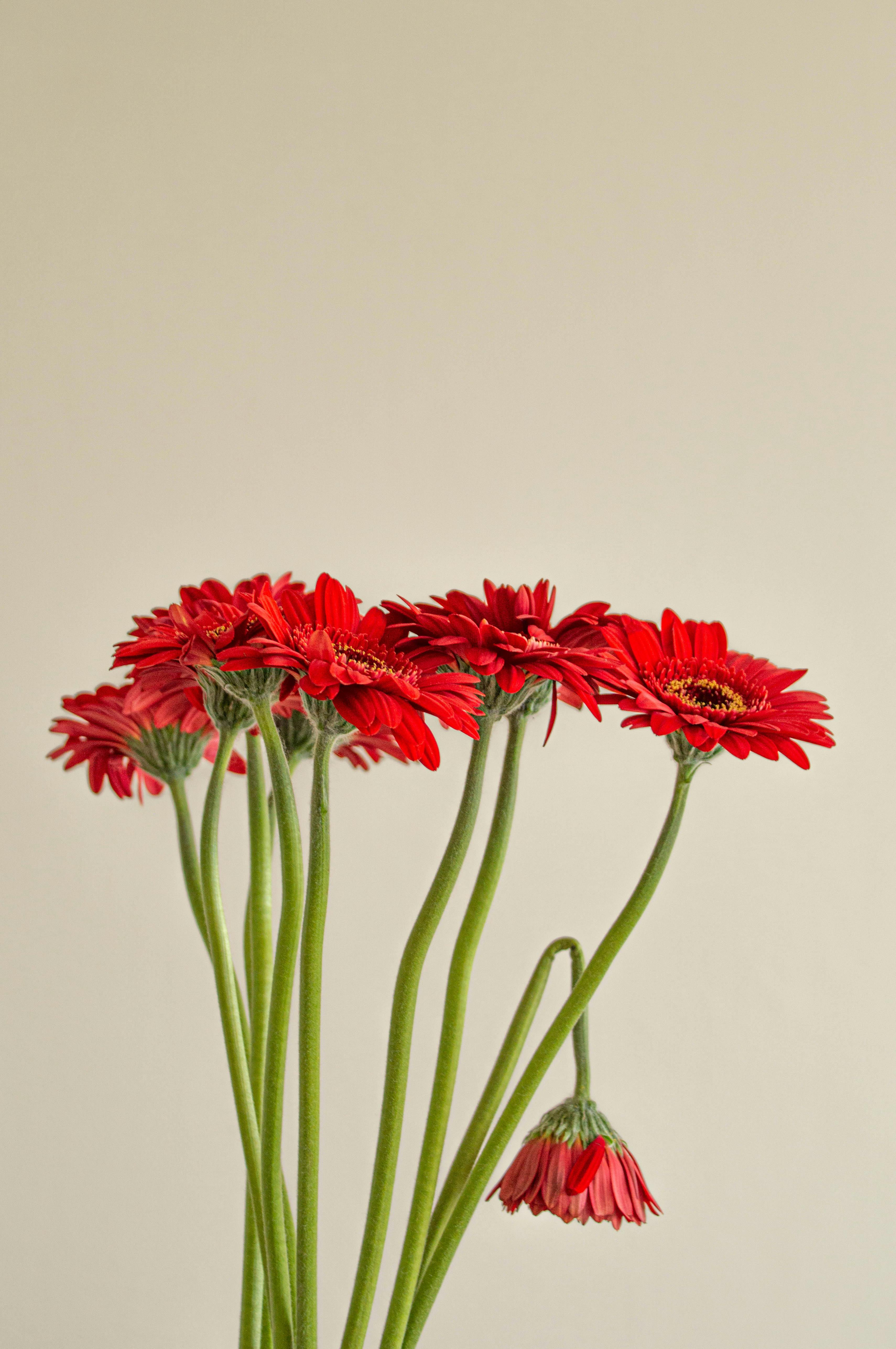 Bunch of Red Cut Flowers with One Bending · Free Stock Photo