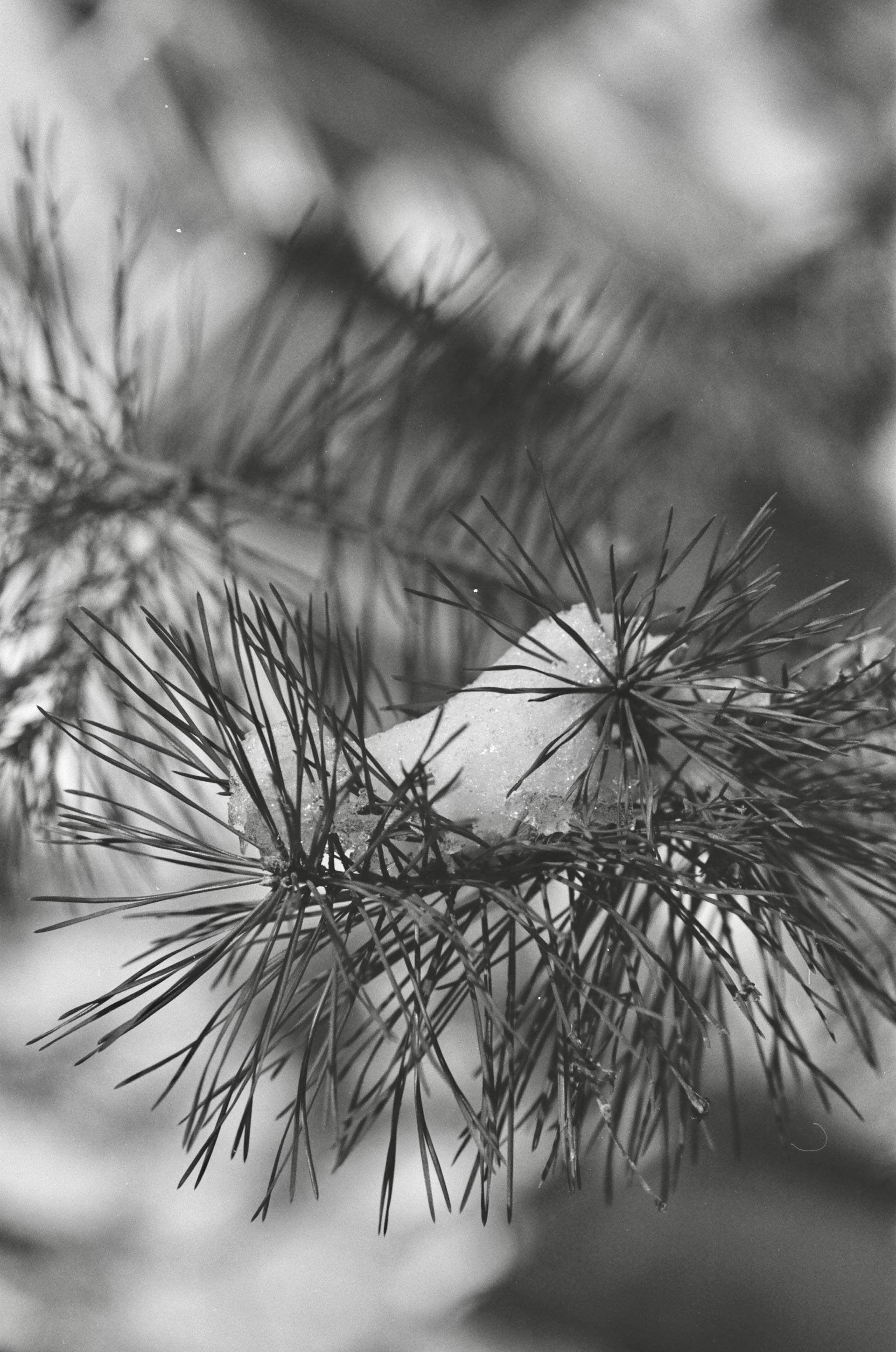 Grayscale Photo of a Pine Tree Leaves · Free Stock Photo