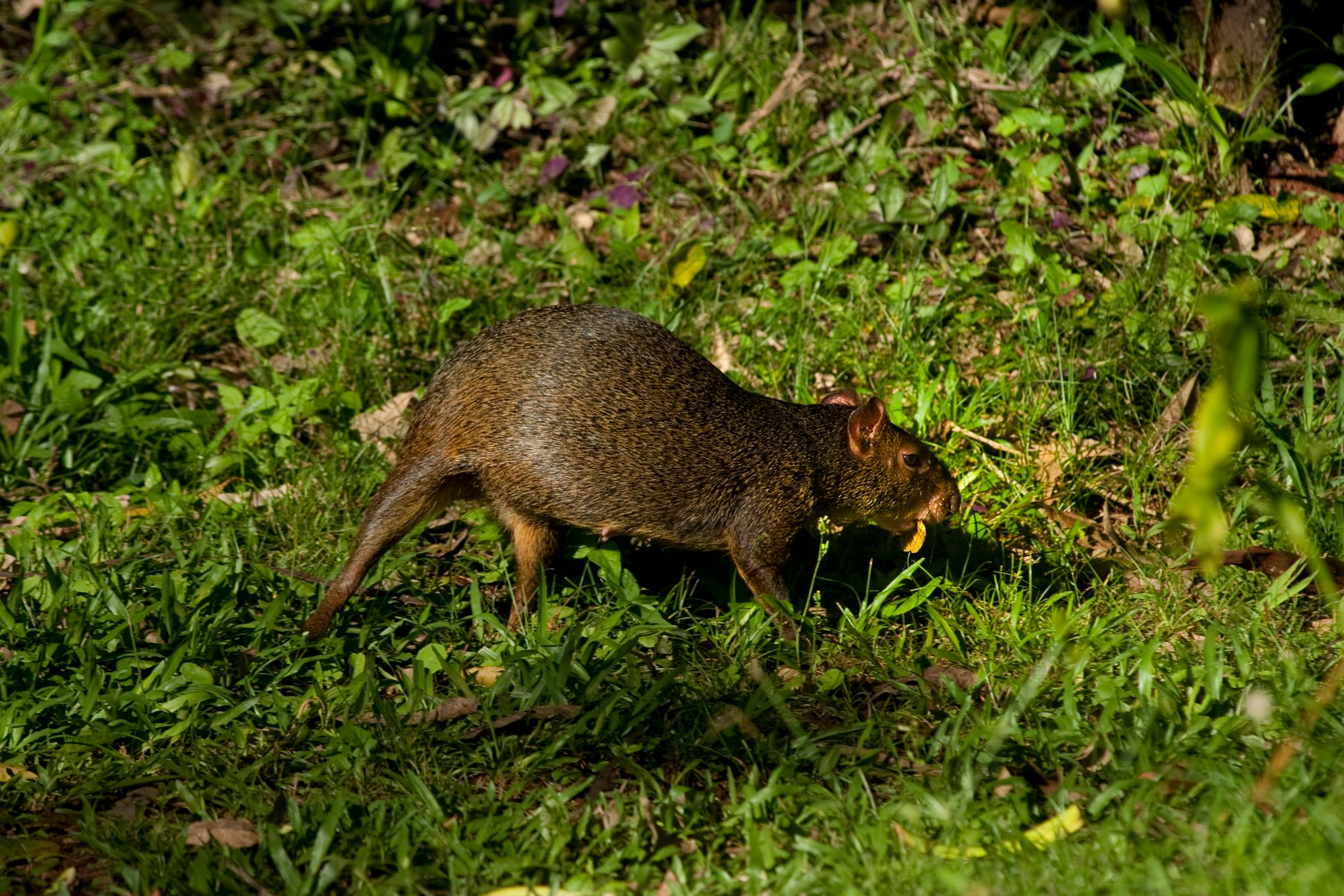 Brown Rodent on Green Grass · Free Stock Photo