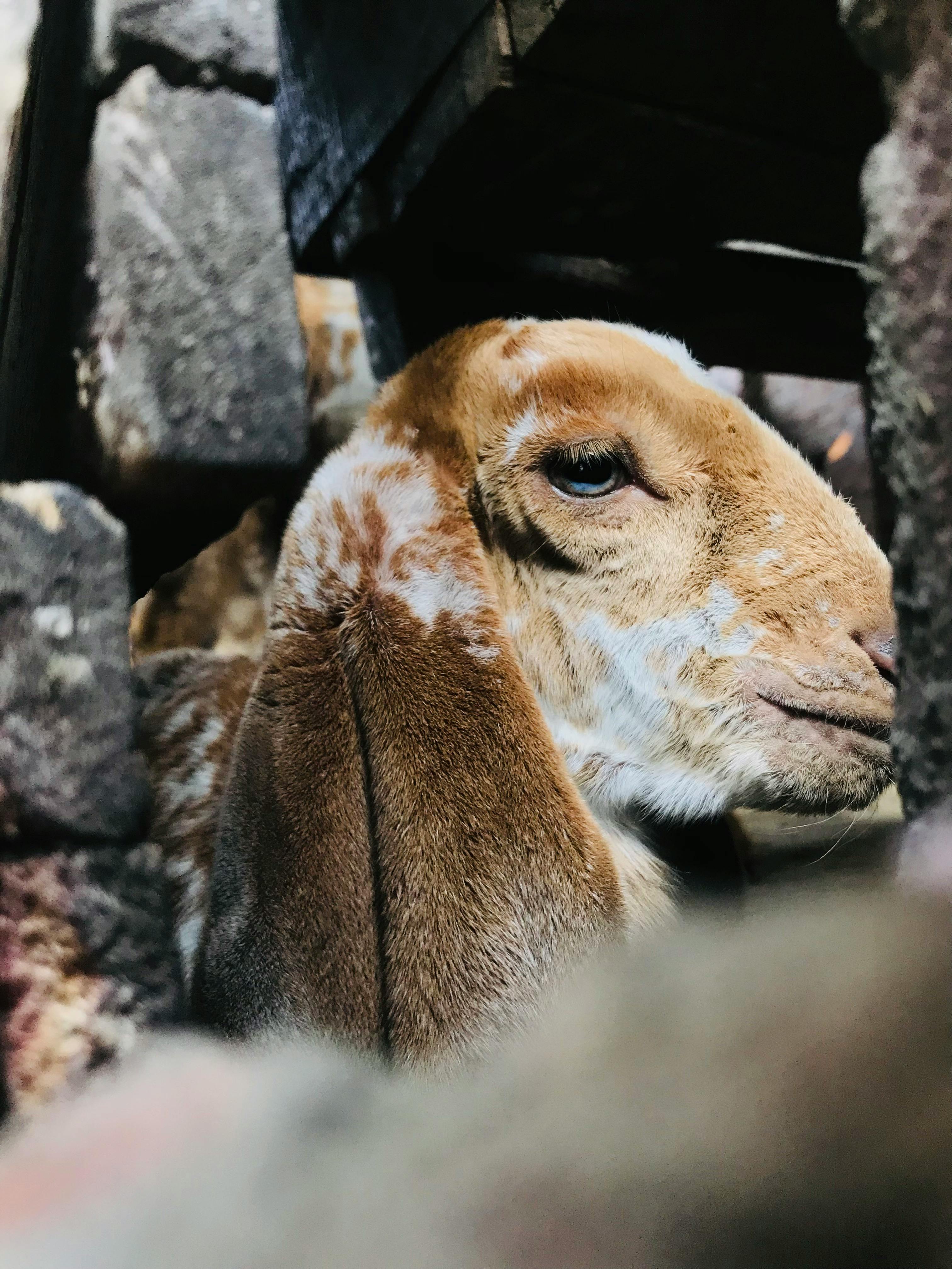 Crossbreed Goat Photos, Download The BEST Free Crossbreed Goat Stock ...