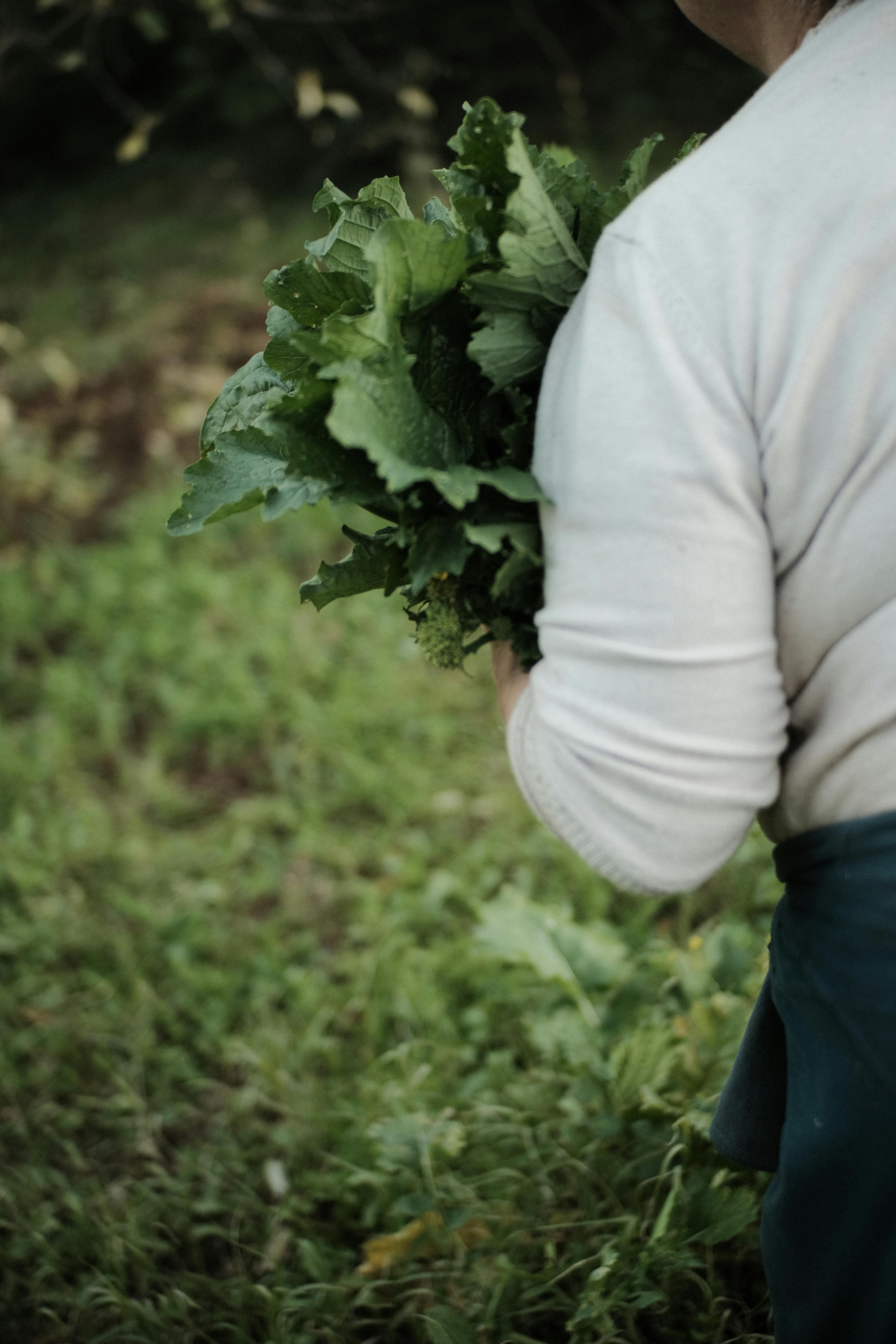 Person Carrying Leafy Vegetables · Free Stock Photo