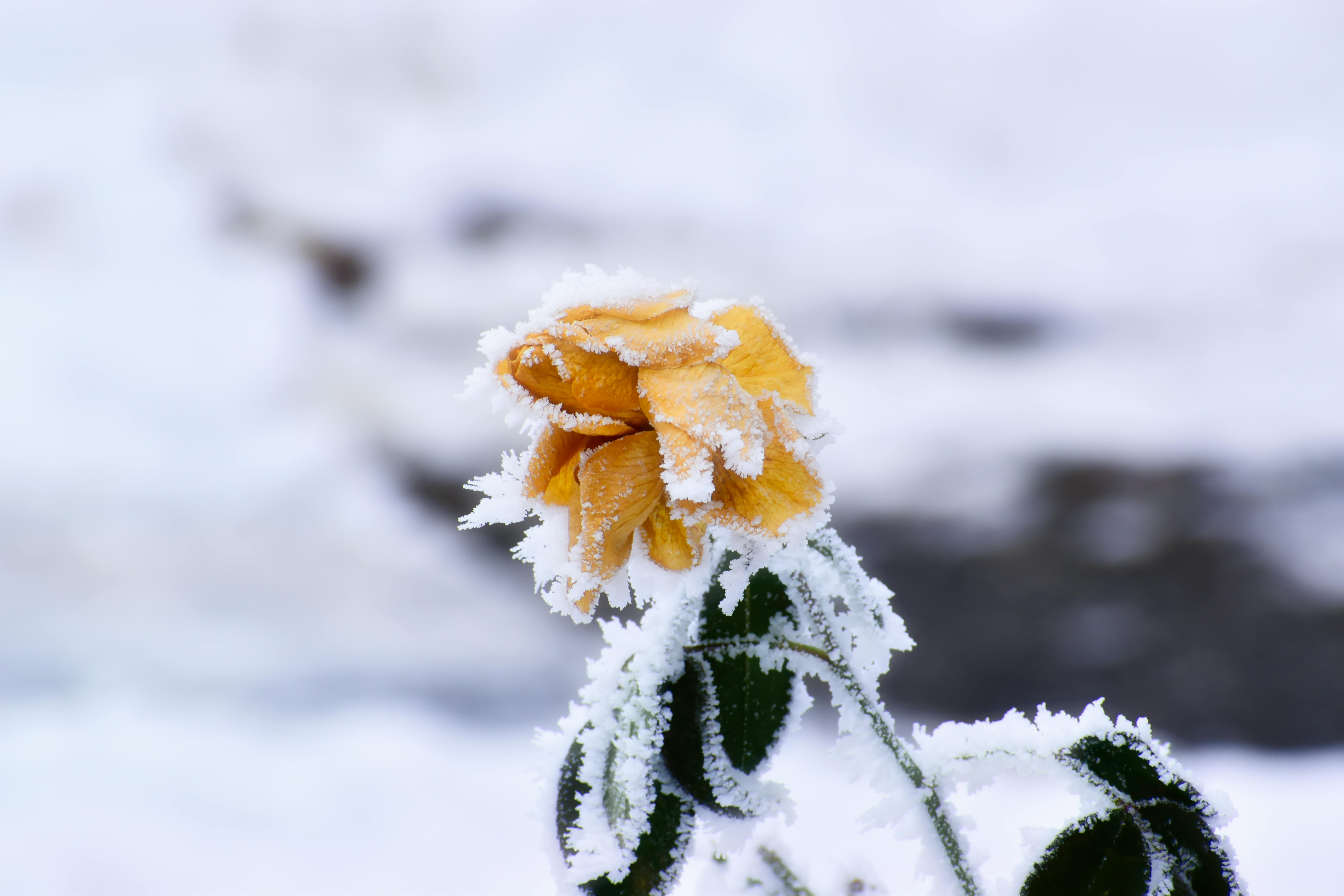 Green Bushes with Yellow Flowers under Snow · Free Stock Photo