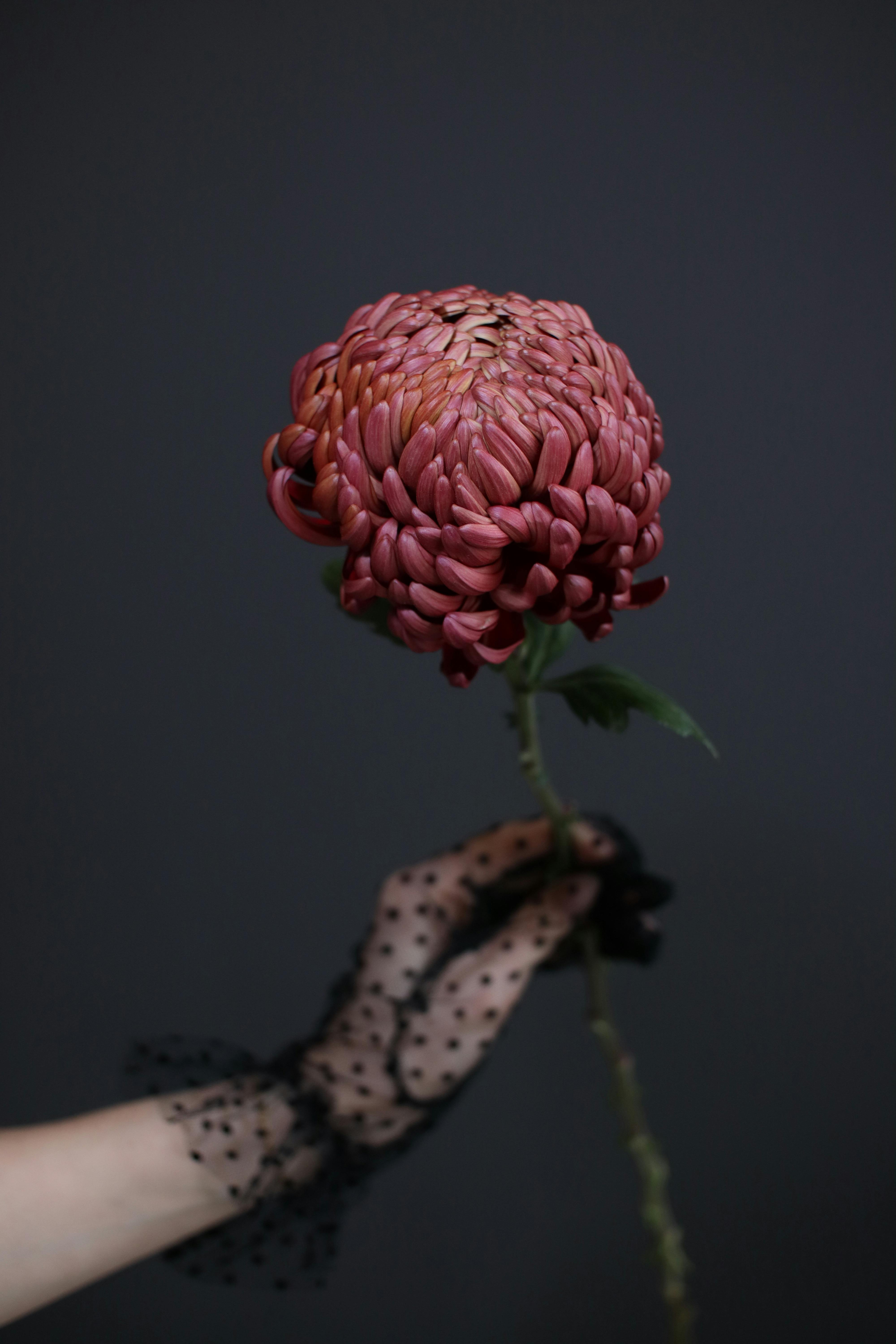 Close-up Photo of a King Mum's Flower · Free Stock Photo