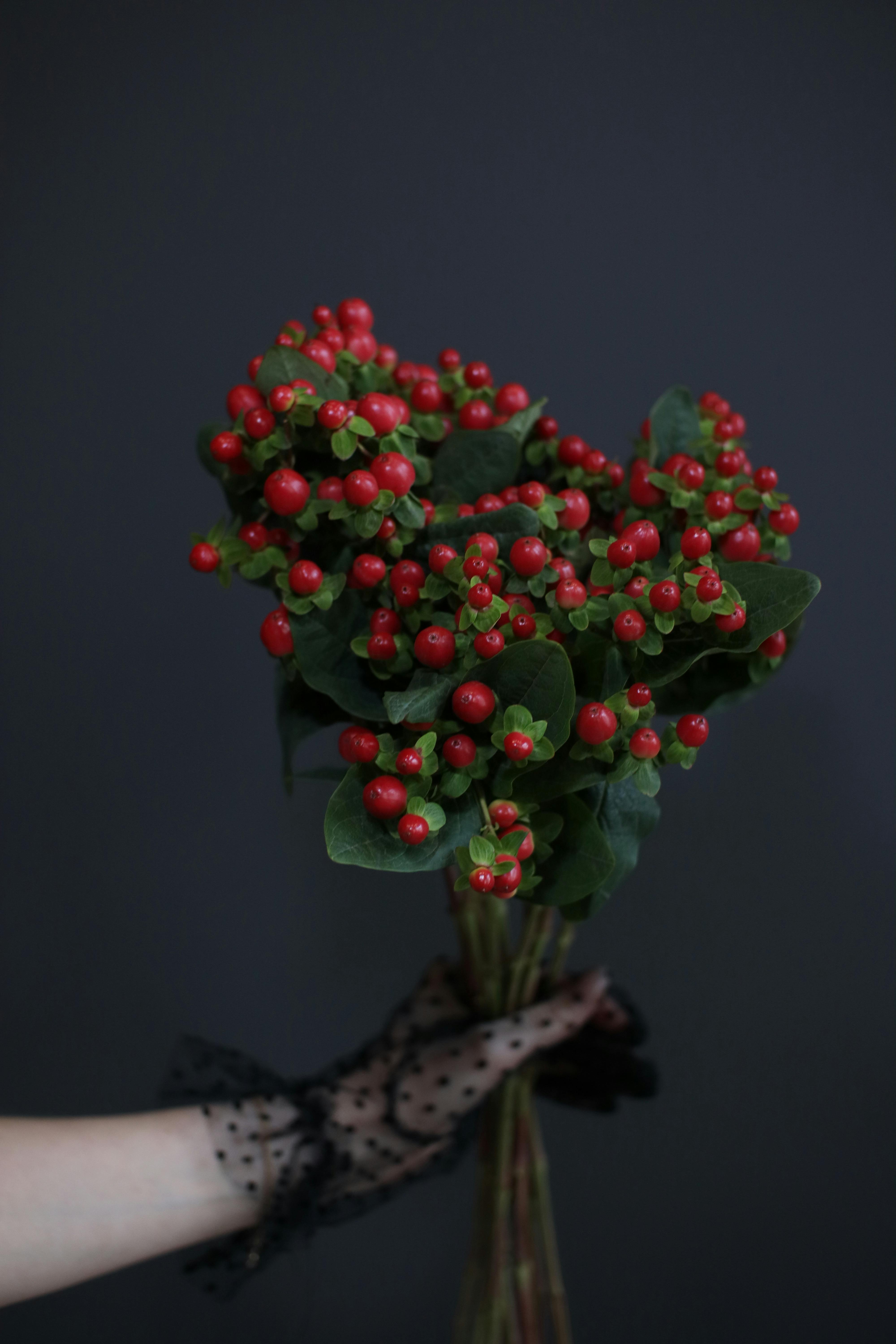 Bunch of Red Berries on Stems · Free Stock Photo